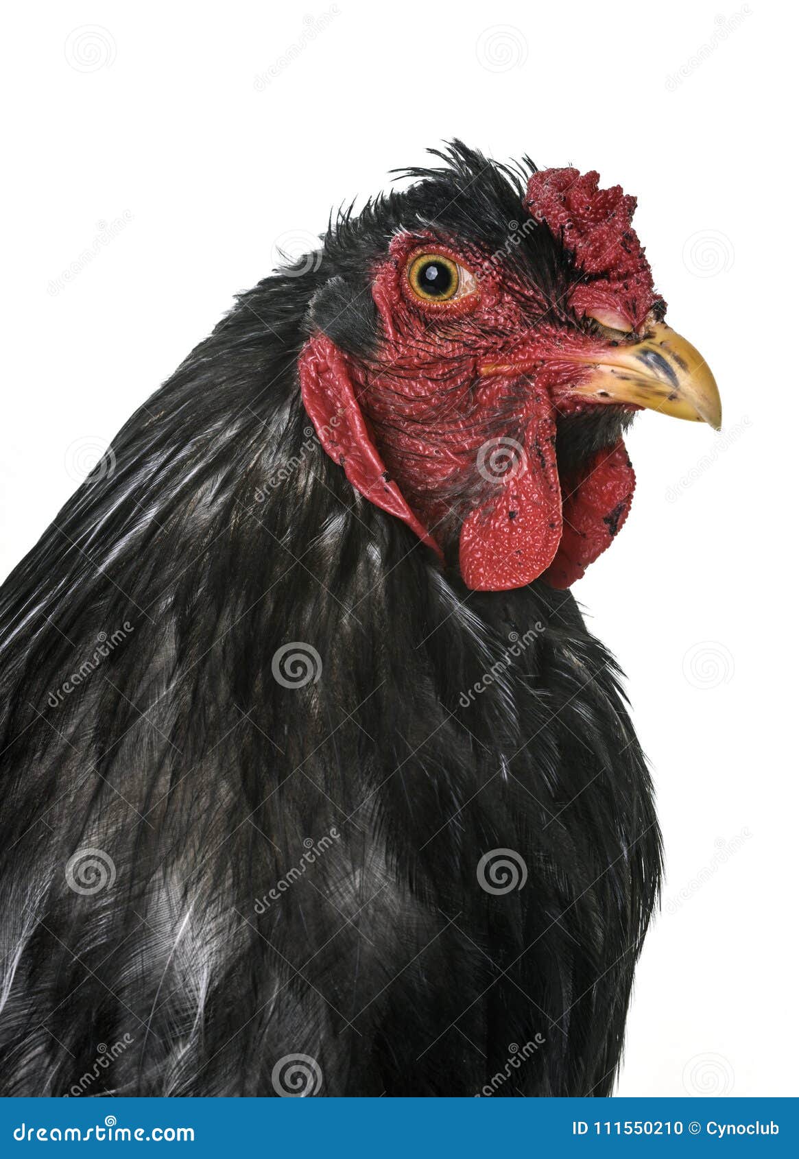 Brahma-Huhn im Studio stockfoto. Bild von kopf, vogel - 111550210