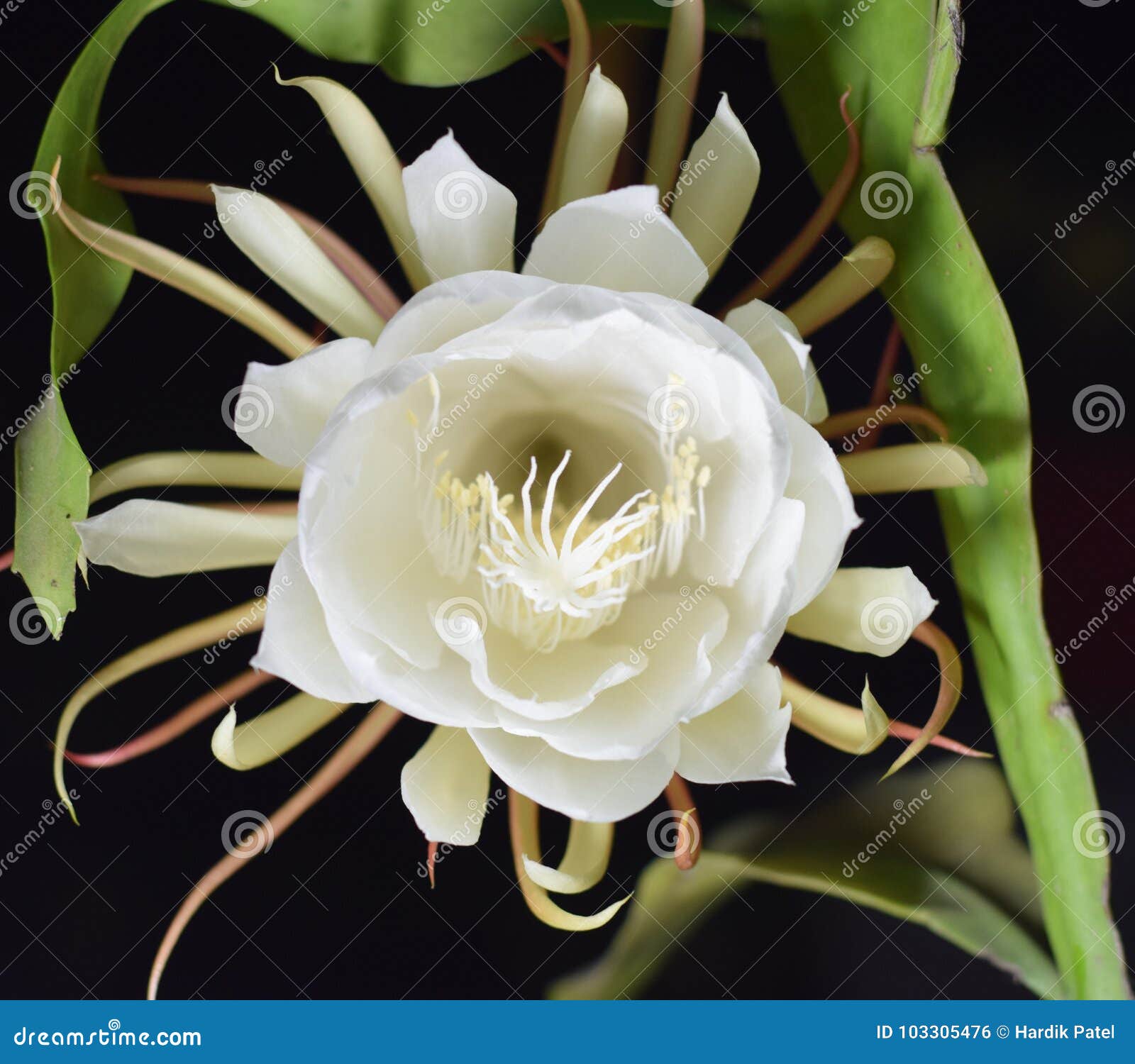 Brahma kamal foto de archivo. Imagen de flor, brahma - 103305476