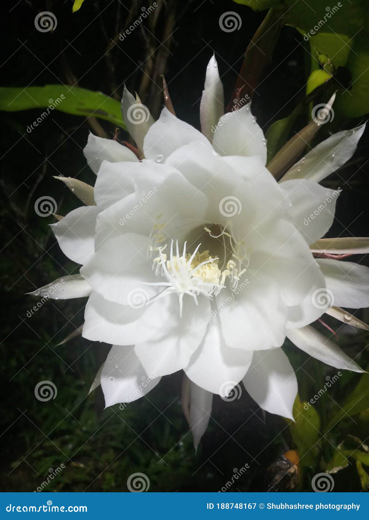 Brahma Kamala Flower Royalty-Free Stock Photography | CartoonDealer.com ...
