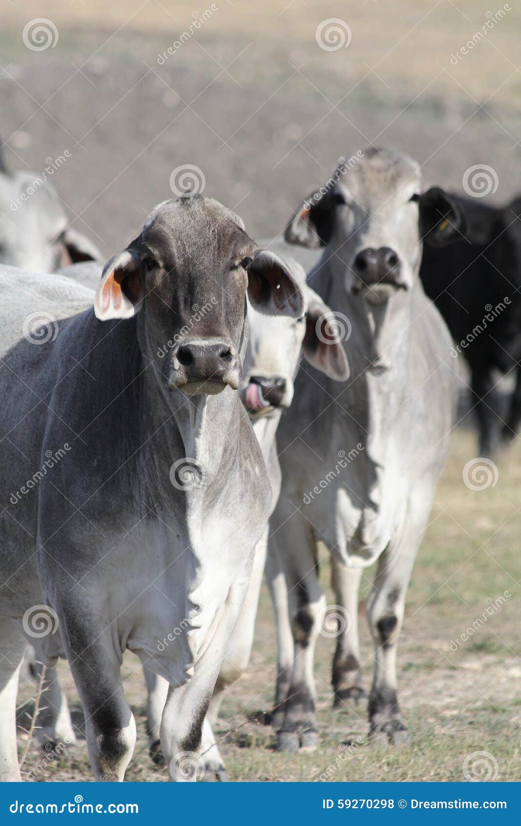 Miniature Brahma Bull Royalty-Free Stock Photography | CartoonDealer ...