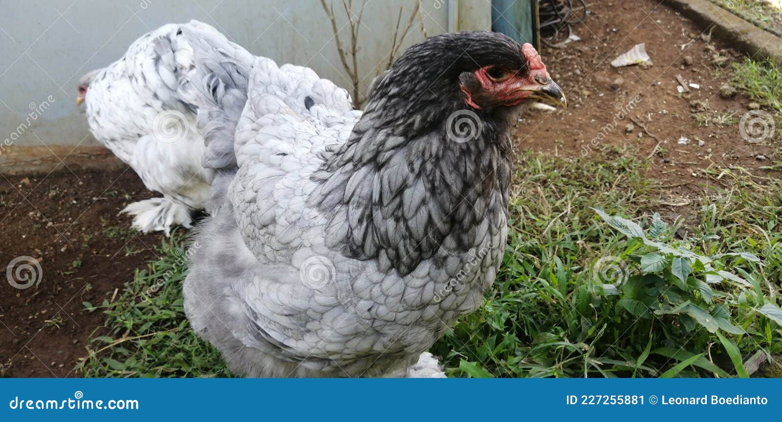 Brahma pollo de cerca imagen de archivo. Imagen de ganso - 227255881