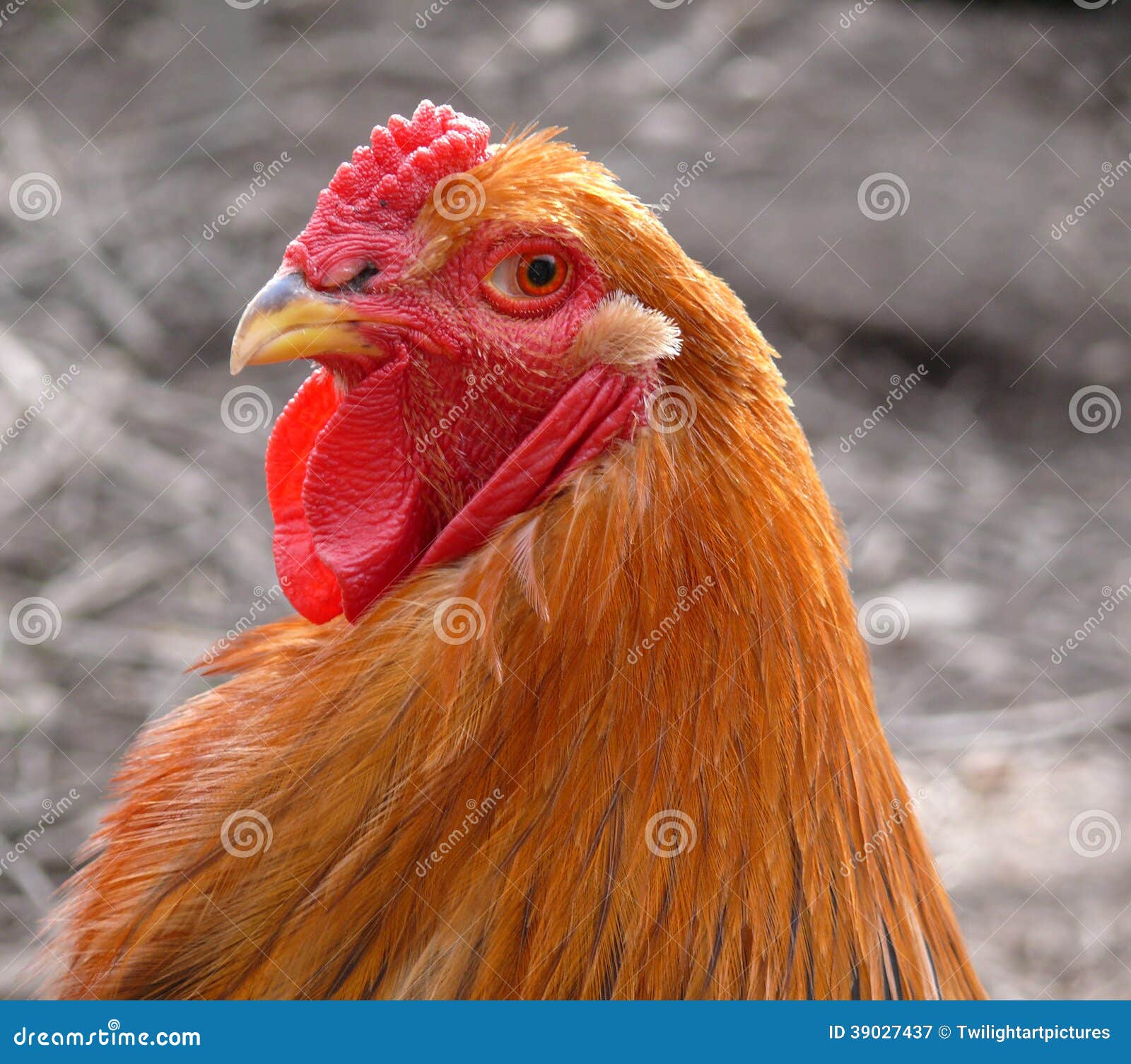 Brahma rooster stock image. Image of breed, dominant - 39027437