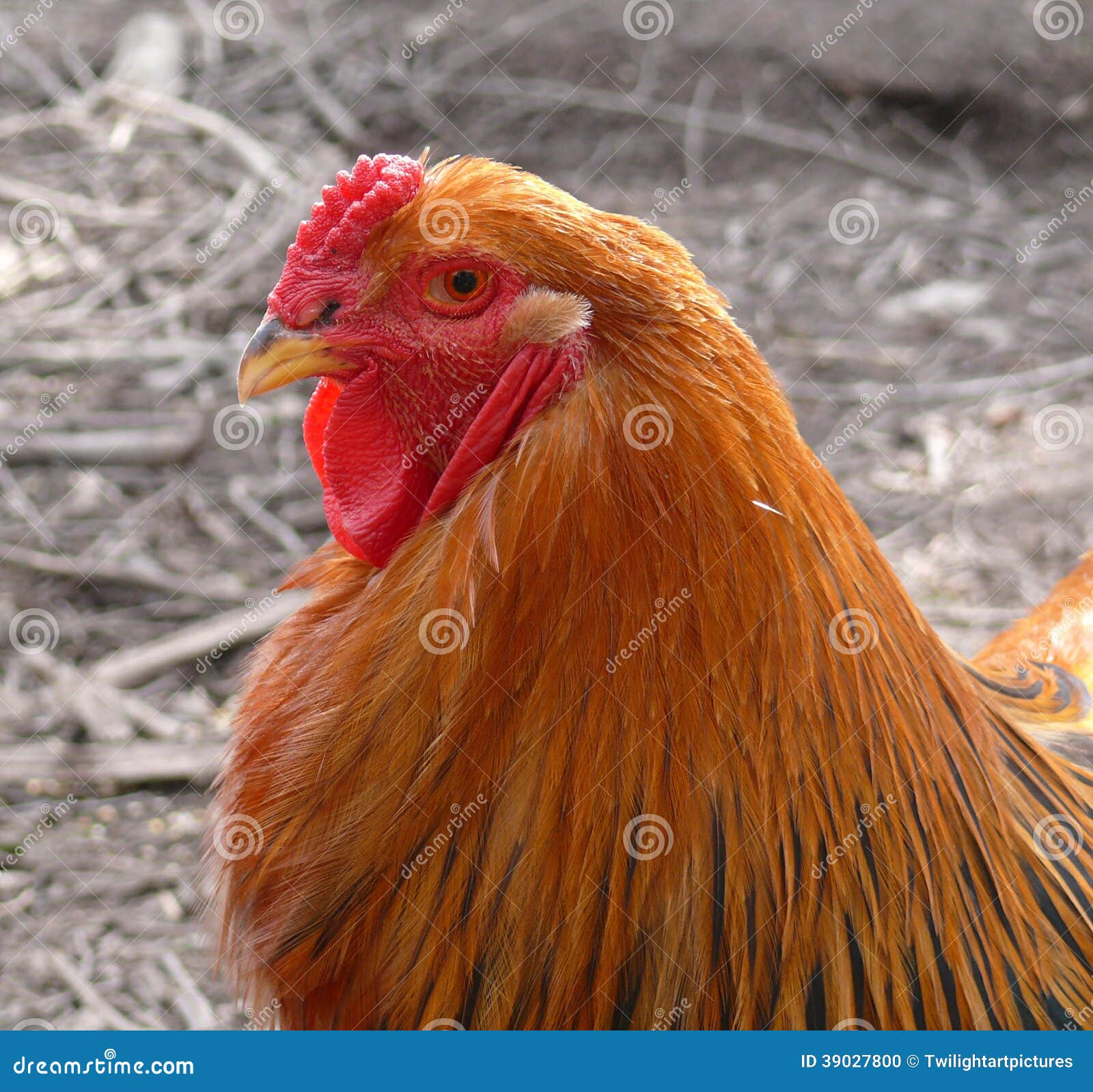 Brahma rooster stock photo. Image of gold, golden, livestock - 39027800