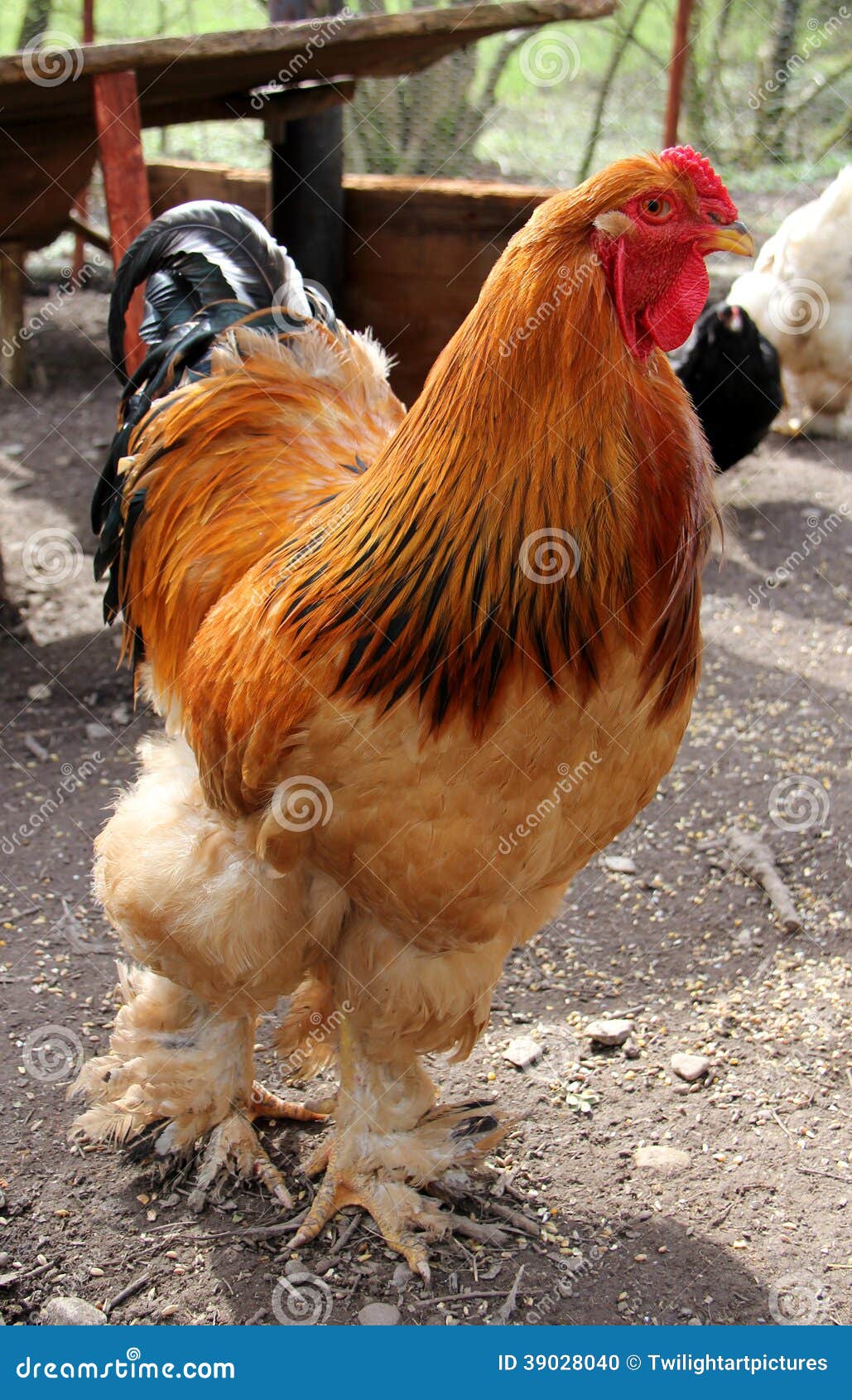 Brahma rooster stock photo. Image of colors, portrait - 39028040
