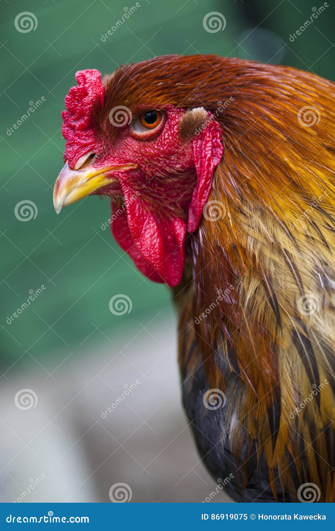 Rooster And Free Hens In The Field In An Eco Farm In Spring Royalty ...