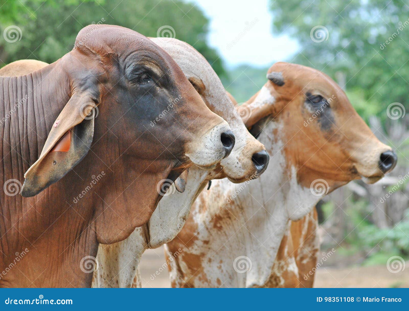 The 3 Brahman Brothers stock photo. Image of rural, steer - 98351108
