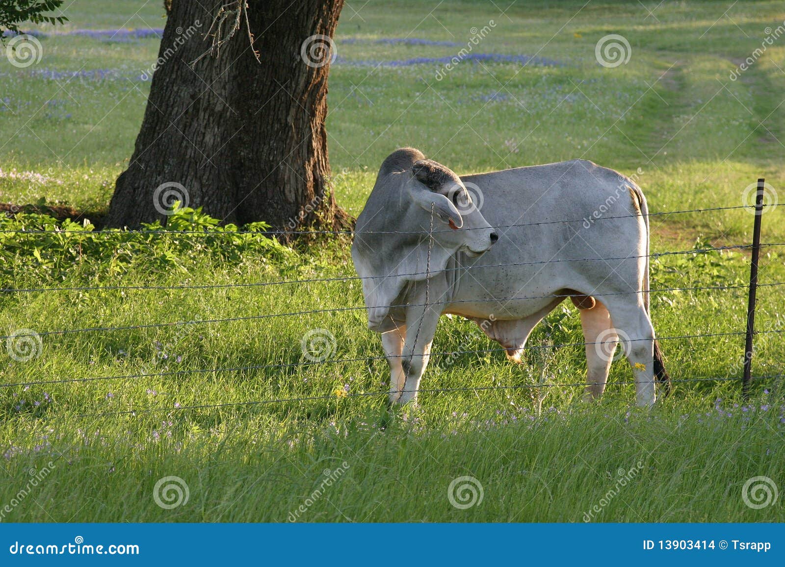 Brahman Bull stock photo. Image of brahman, ranch, bull - 13903414