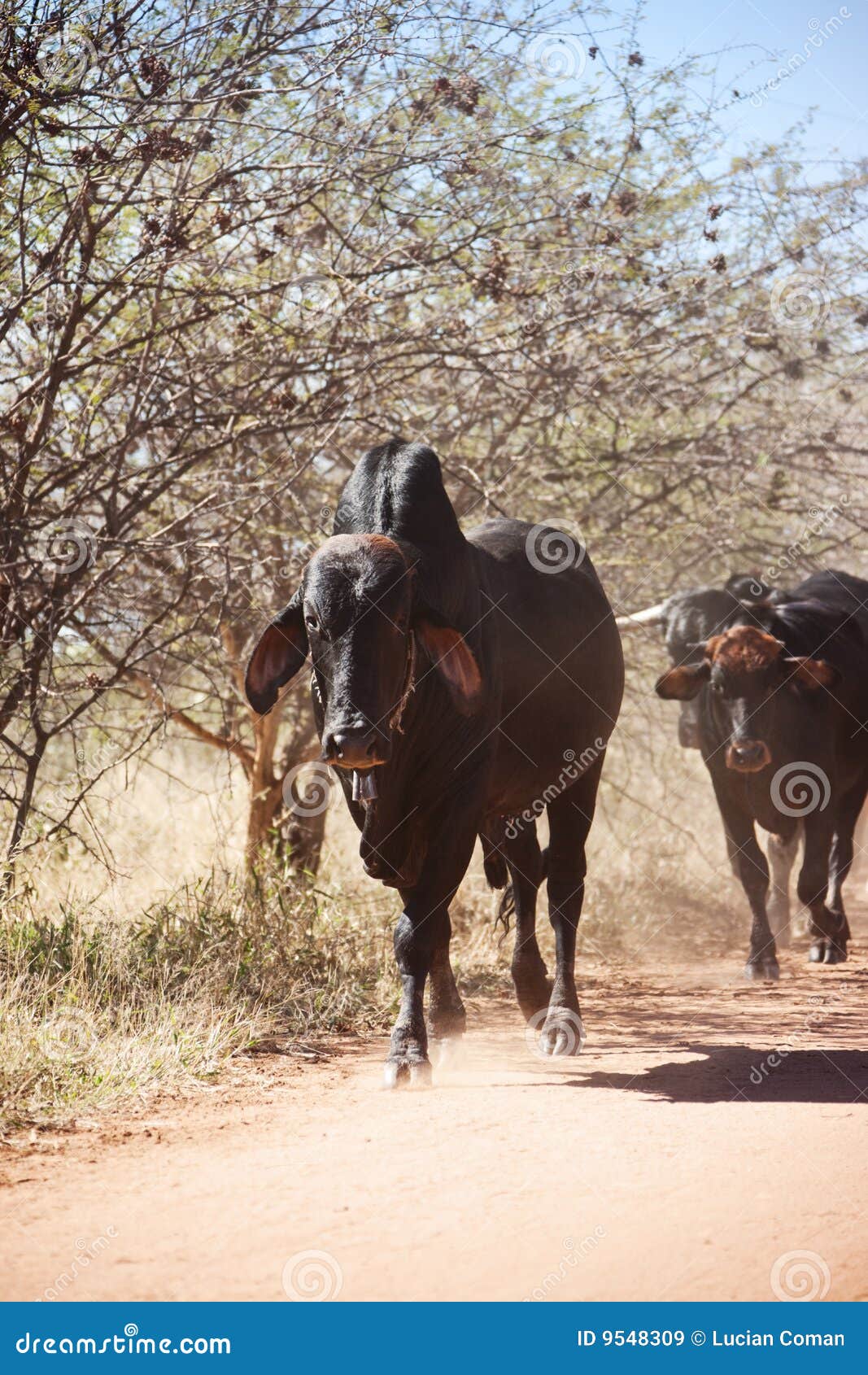 Brahman bull stock image. Image of ruminant, nature, brahman - 9548309
