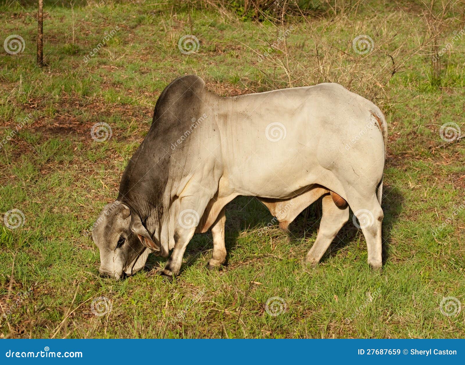 Brahman Bull Australian Beef Cattle Stock Image - Image of ruminant ...