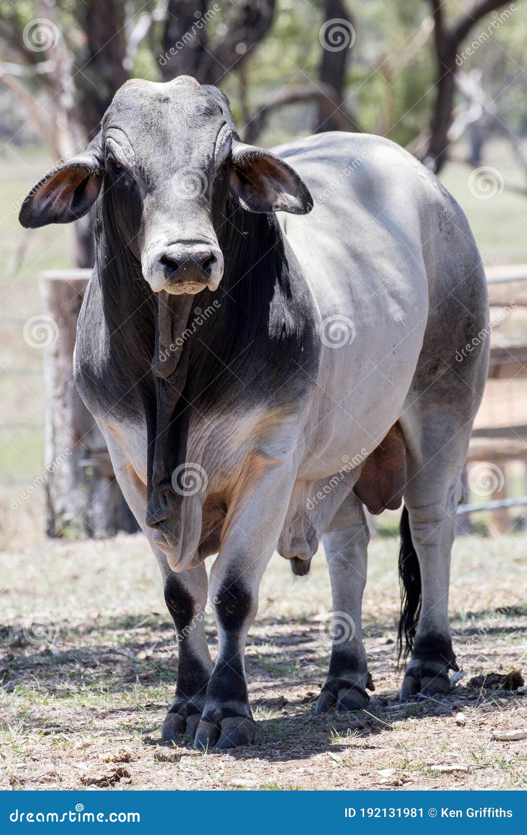 Brahman Bull stock image. Image of cattle, animal, bullock - 192131981