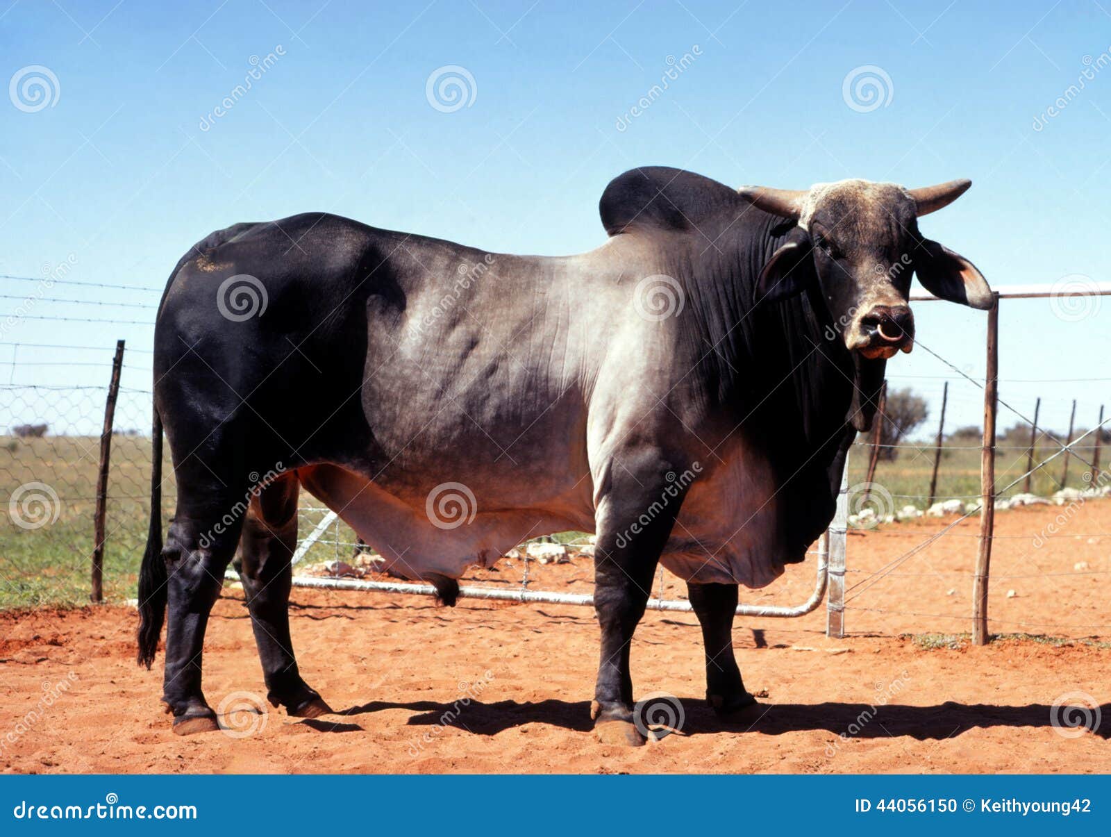 Brahman Bull stock photo. Image of shows, 1954, texas - 44056150
