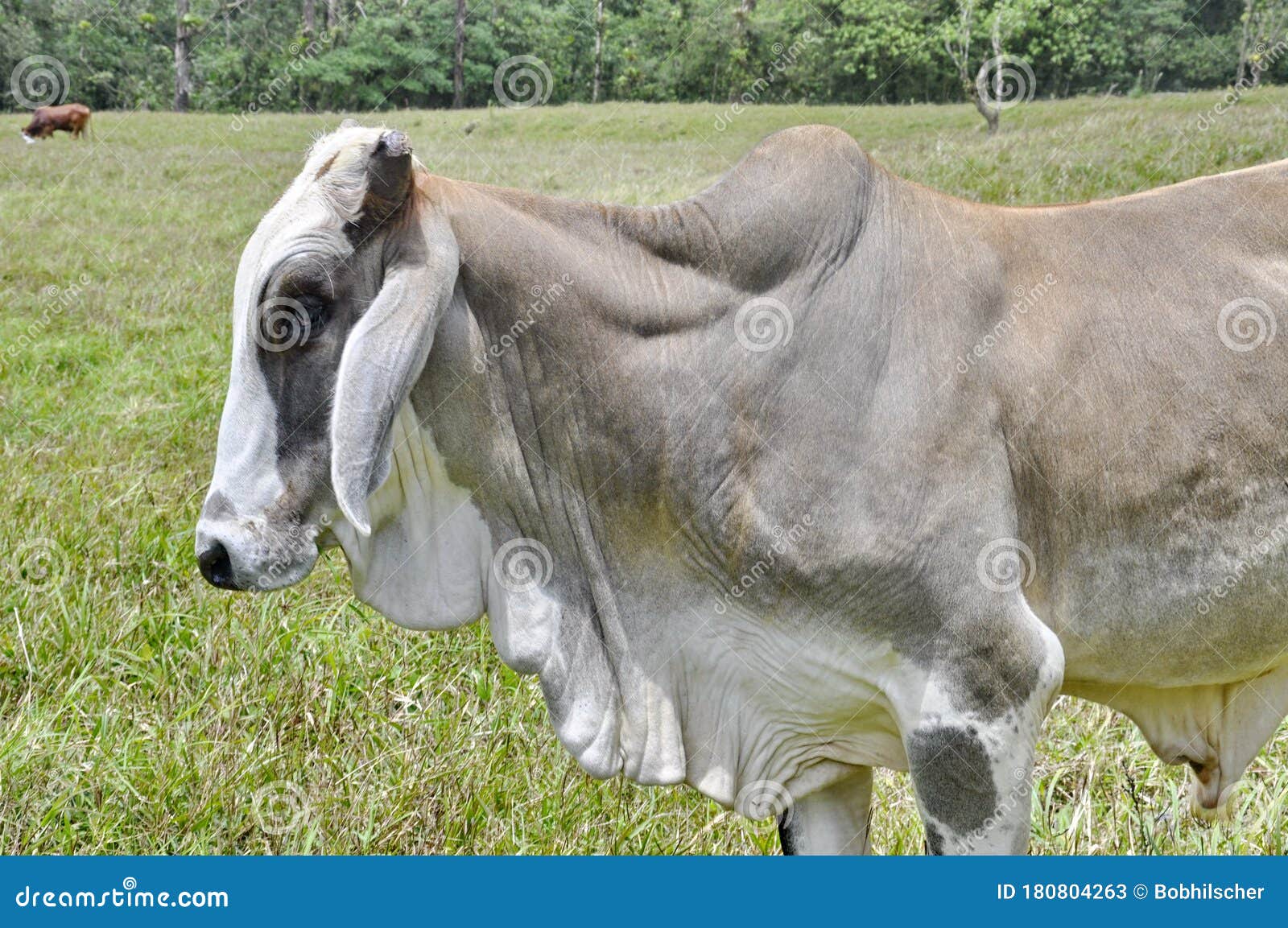 Gray Brahman Cattle