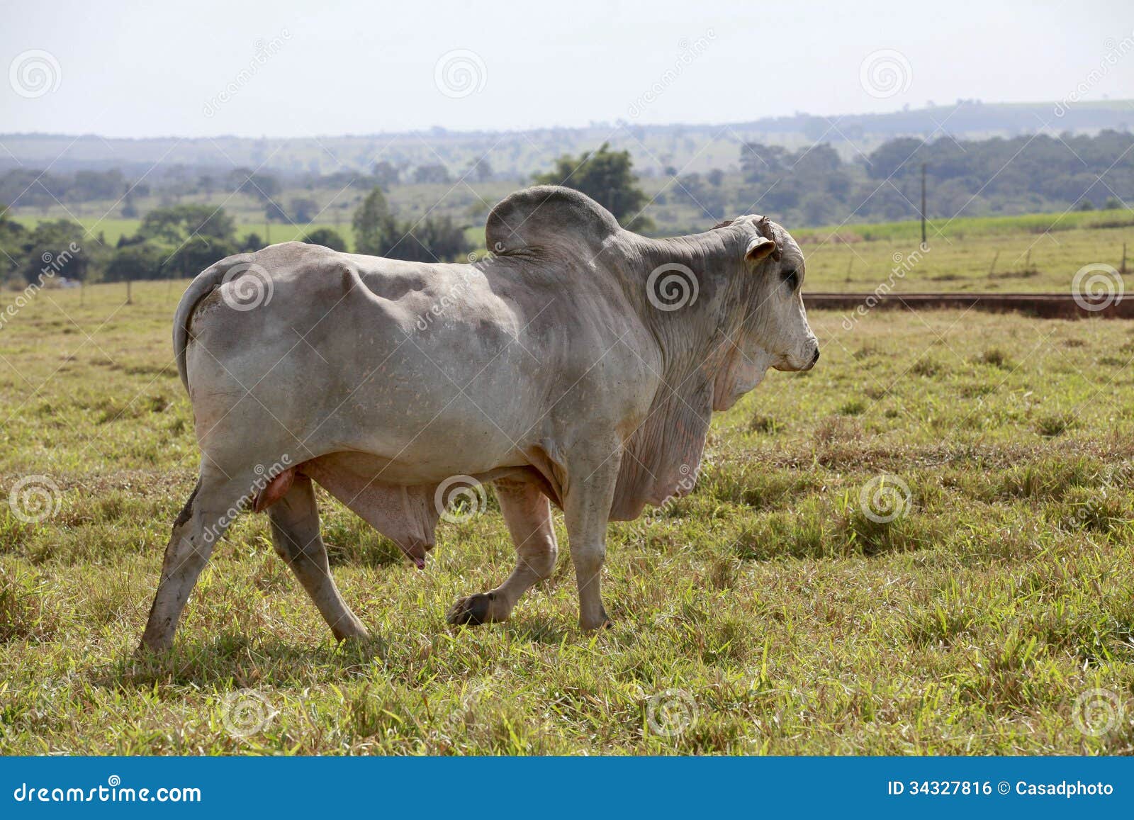 Brahman bull stock photo. Image of agriculture, mammal - 34327816