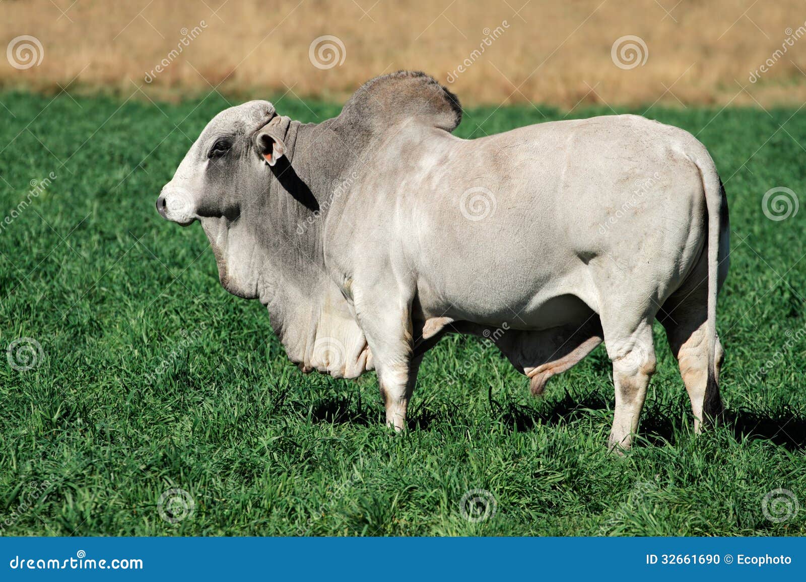 Zebu Bull Male Stock Photos - Free & Royalty-Free Stock Photos from ...