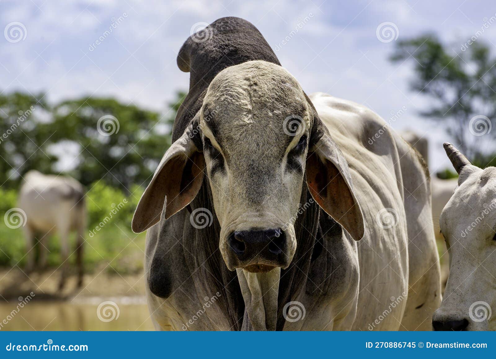 Brahman Bull Looking at the Camera Stock Image - Image of camera ...