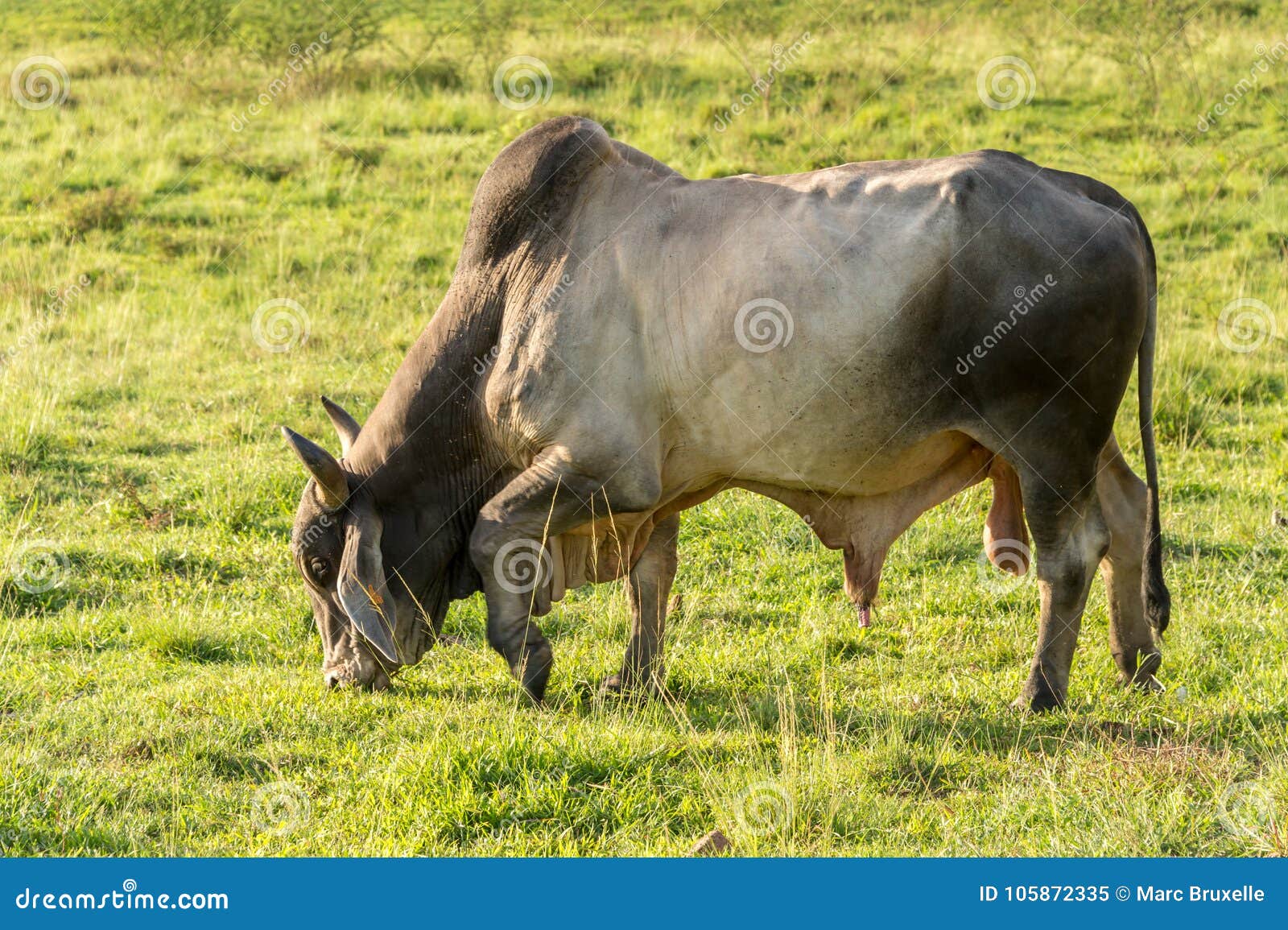Brahman bull in Martinique stock image. Image of countryside - 105872335