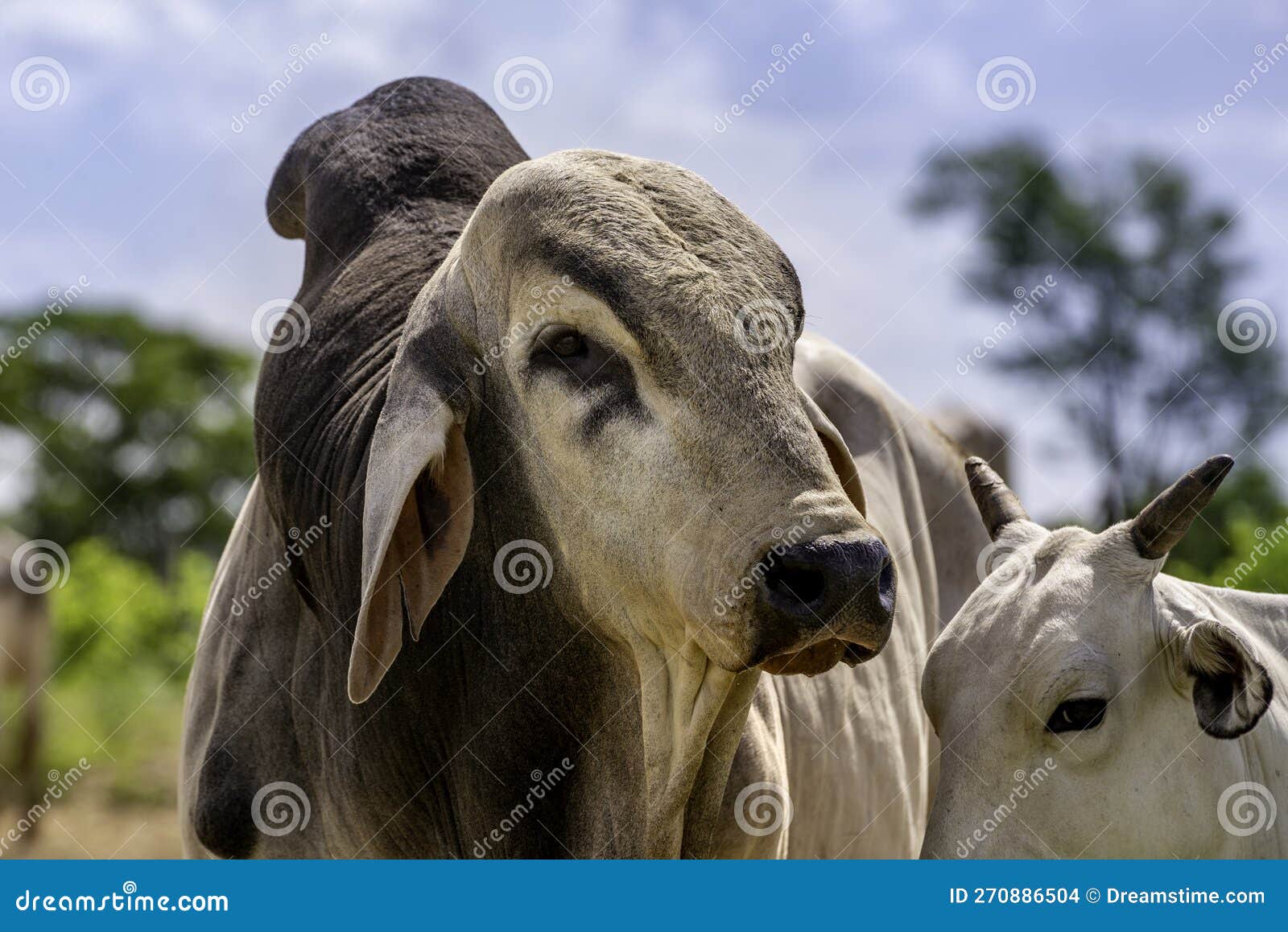 Portrait of Brahman Bull and White Cow Stock Photo - Image of cattle ...