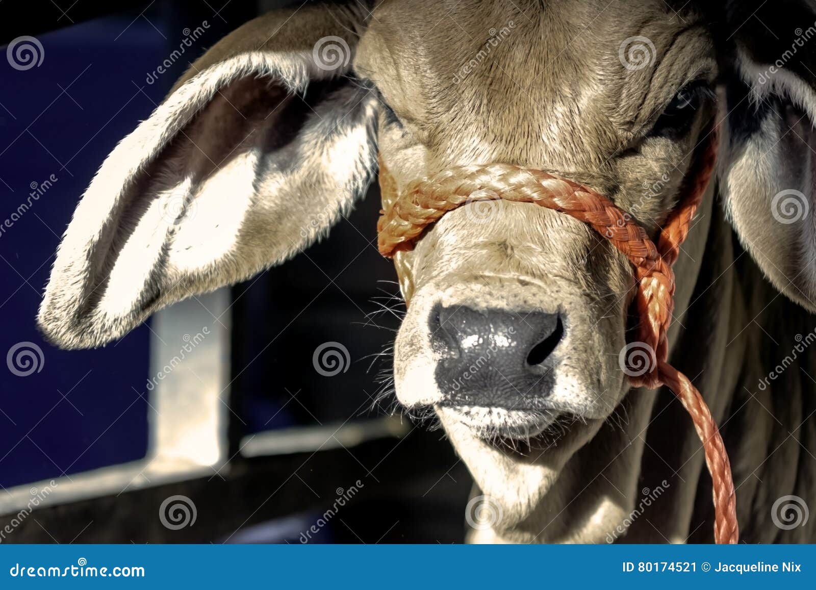 Brahman Calf with Red Halter Stock Image - Image of brahman, farmers ...