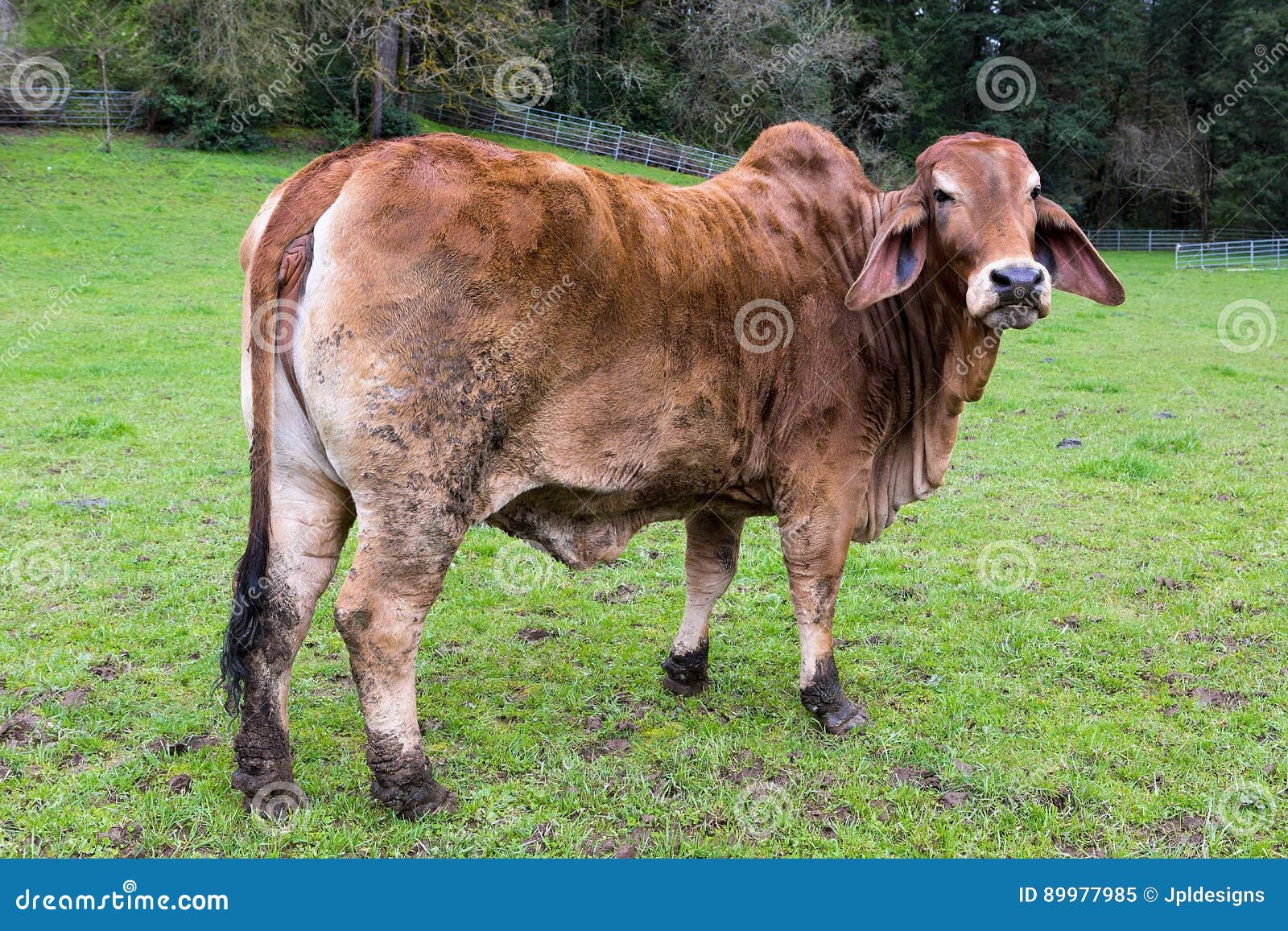 Brahman Cattle at a Farm stock image. Image of breed - 89977985