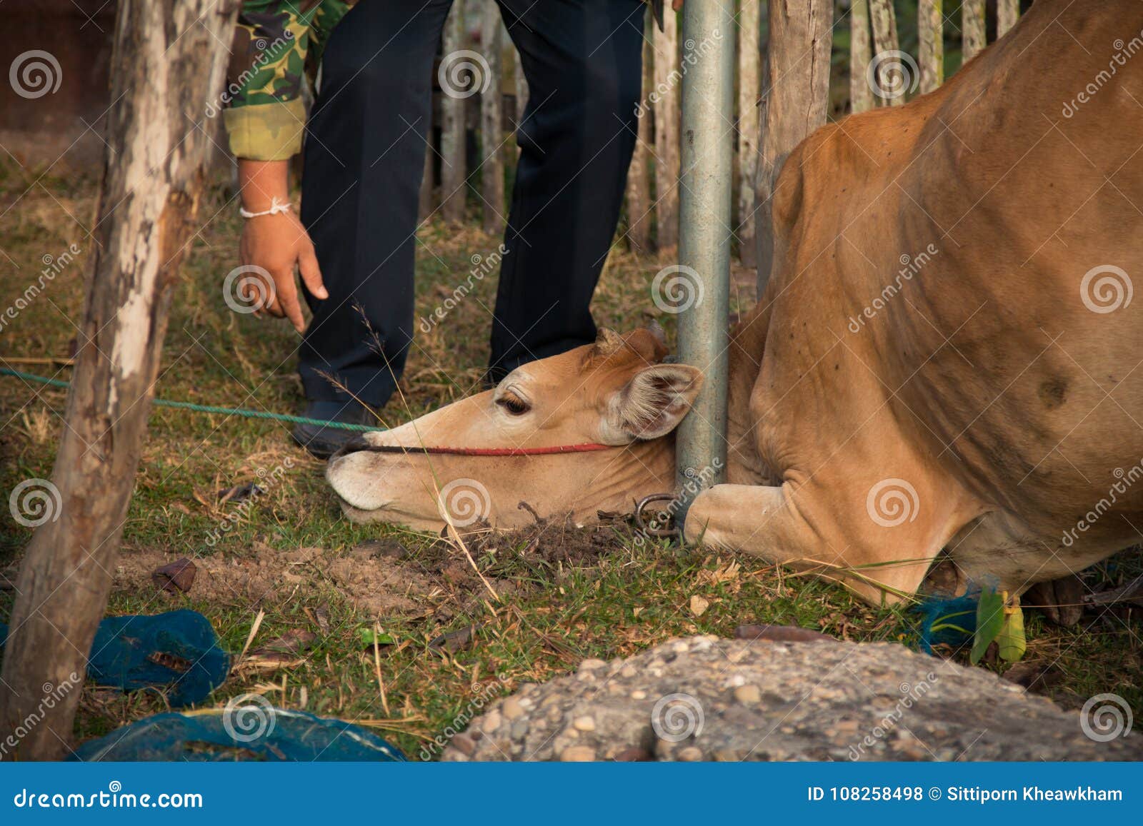 Brahman Cattle in stables stock photo. Image of brown - 108258498