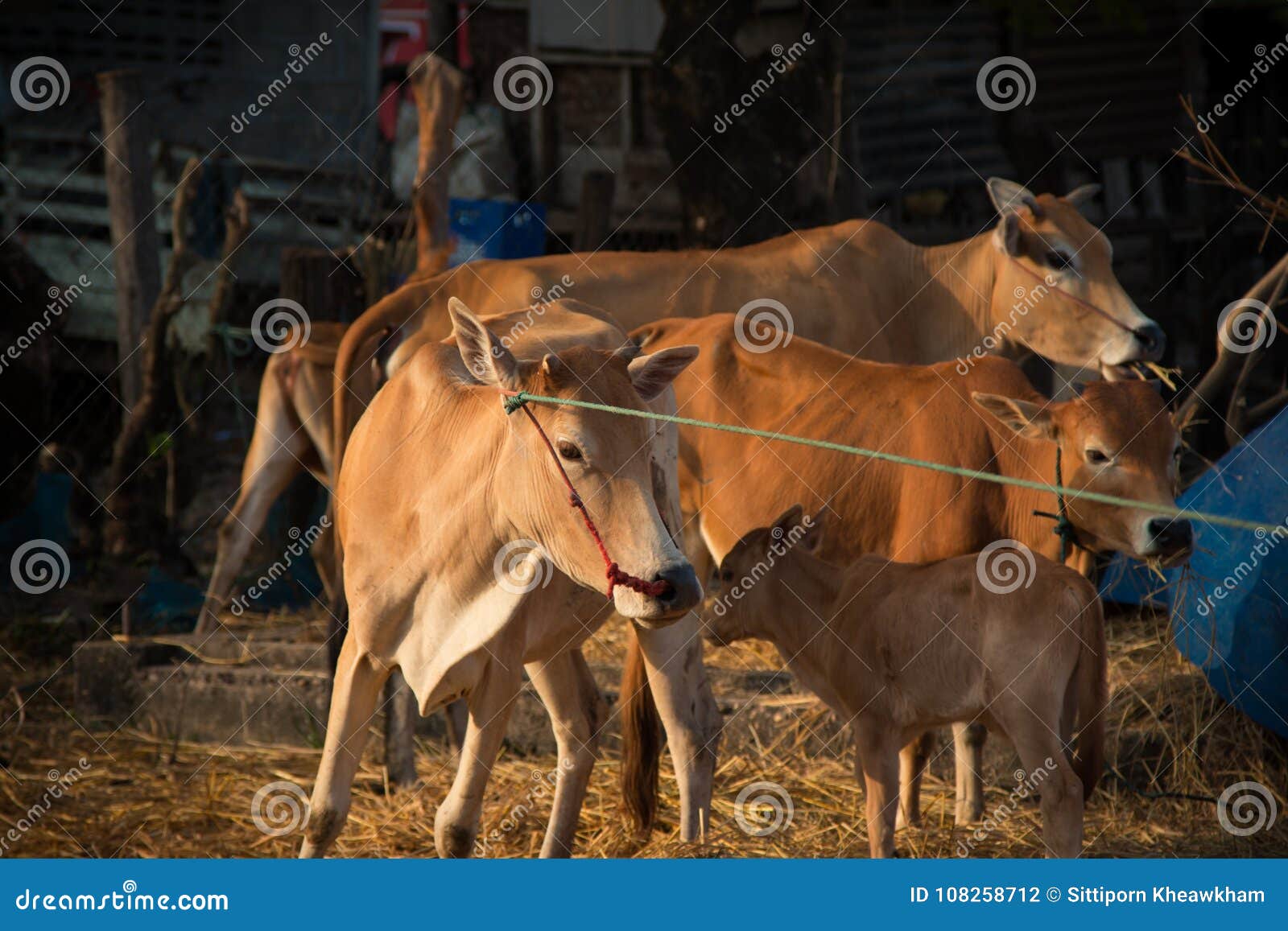 Brahman Cattle in stables stock photo. Image of bovine - 108258712