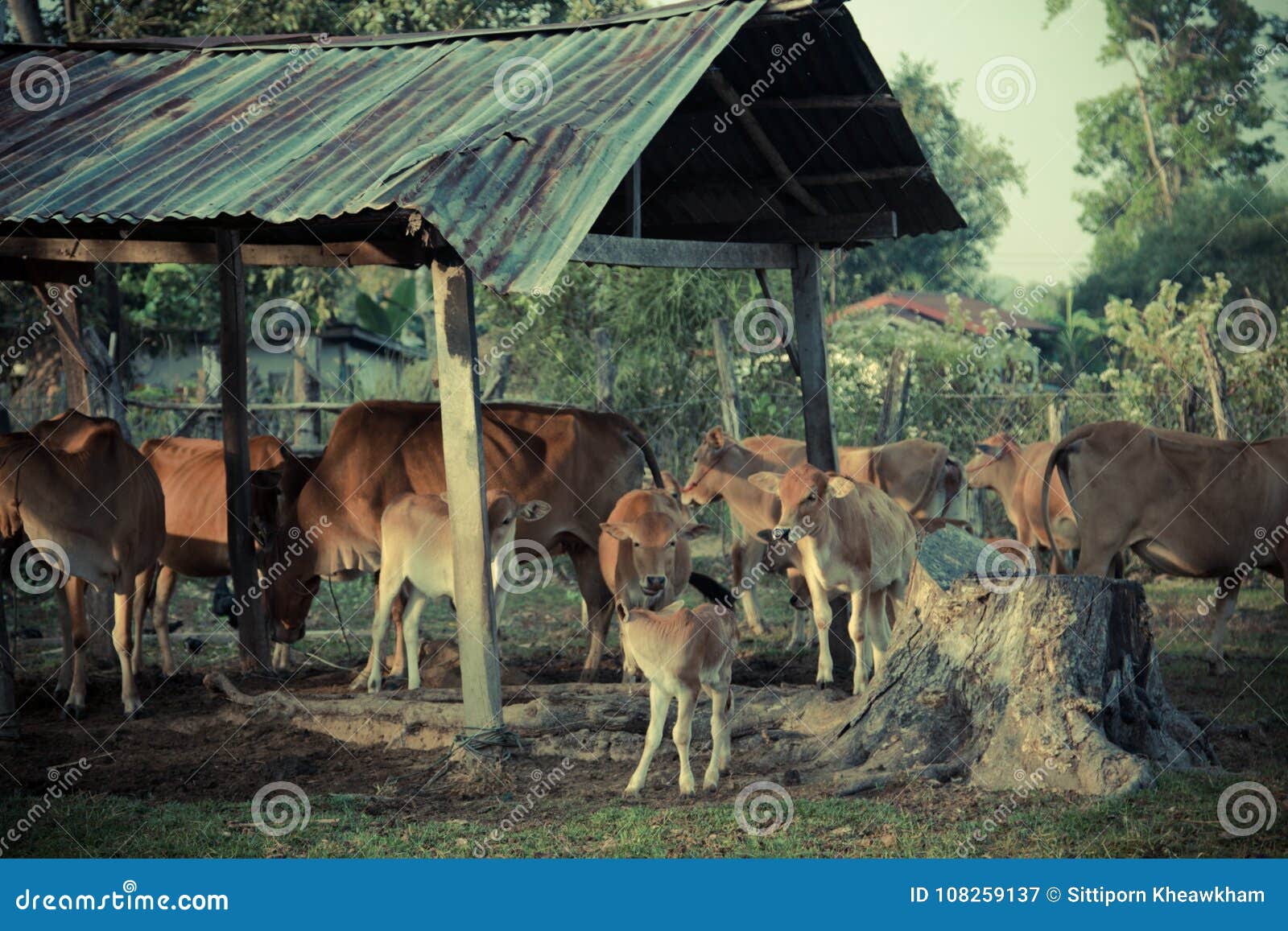 Brahman Cattle in stables stock image. Image of grass - 108259137