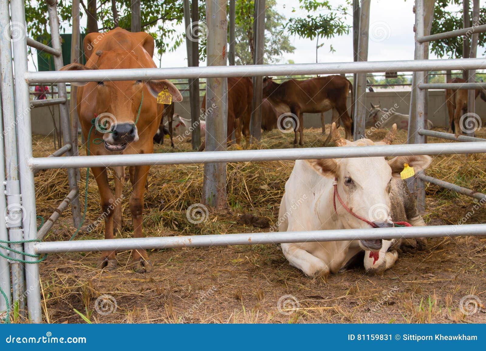 Brahman Cattle in stables stock image. Image of feedlot - 81159831