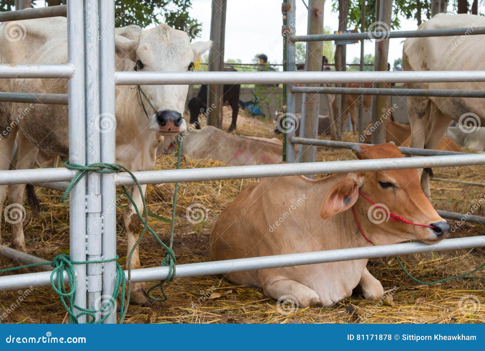 Brahman Cattle in stables stock photo. Image of fence - 81171878