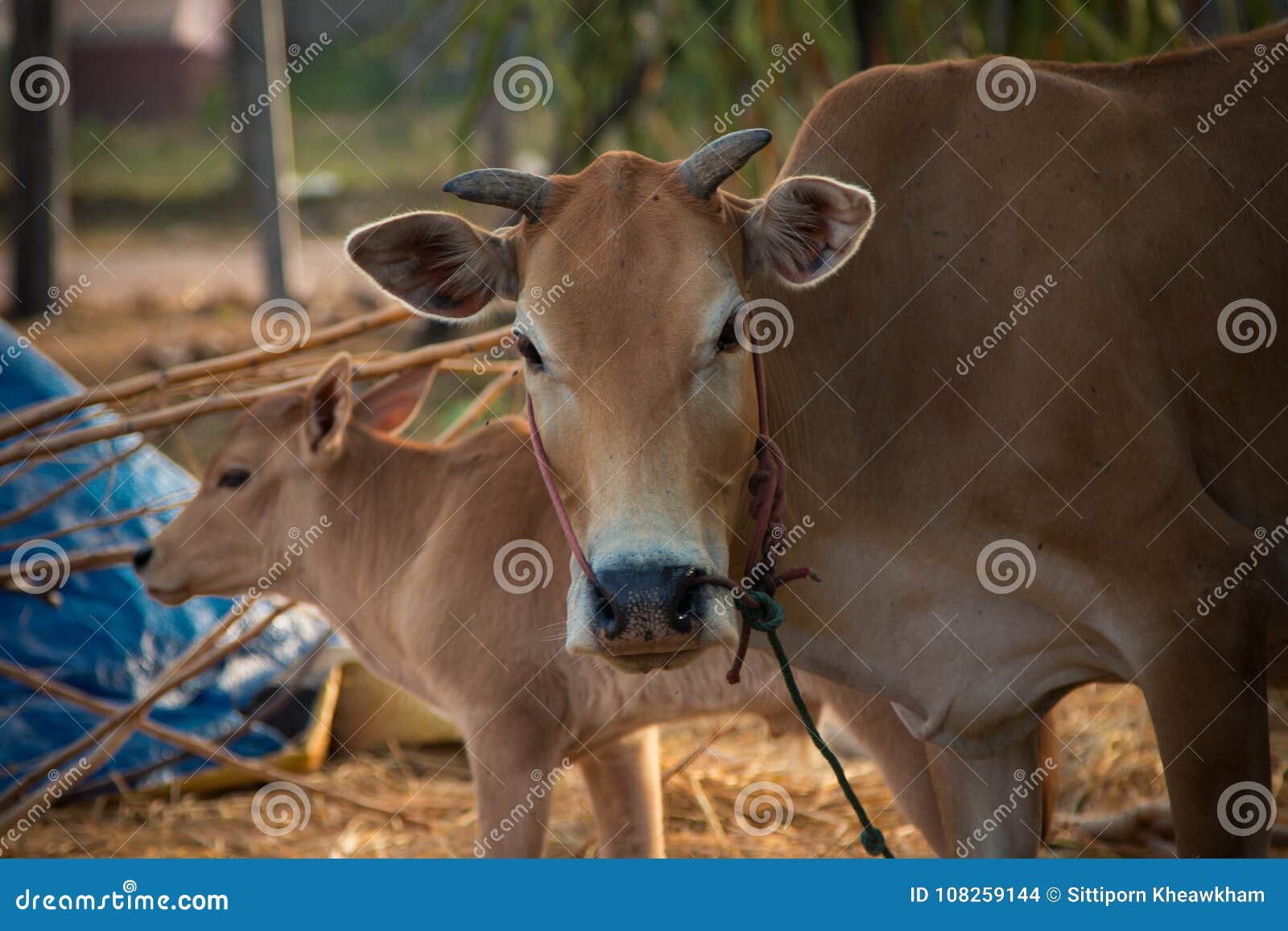 Brahman Cattle in stables stock photo. Image of black - 108259144