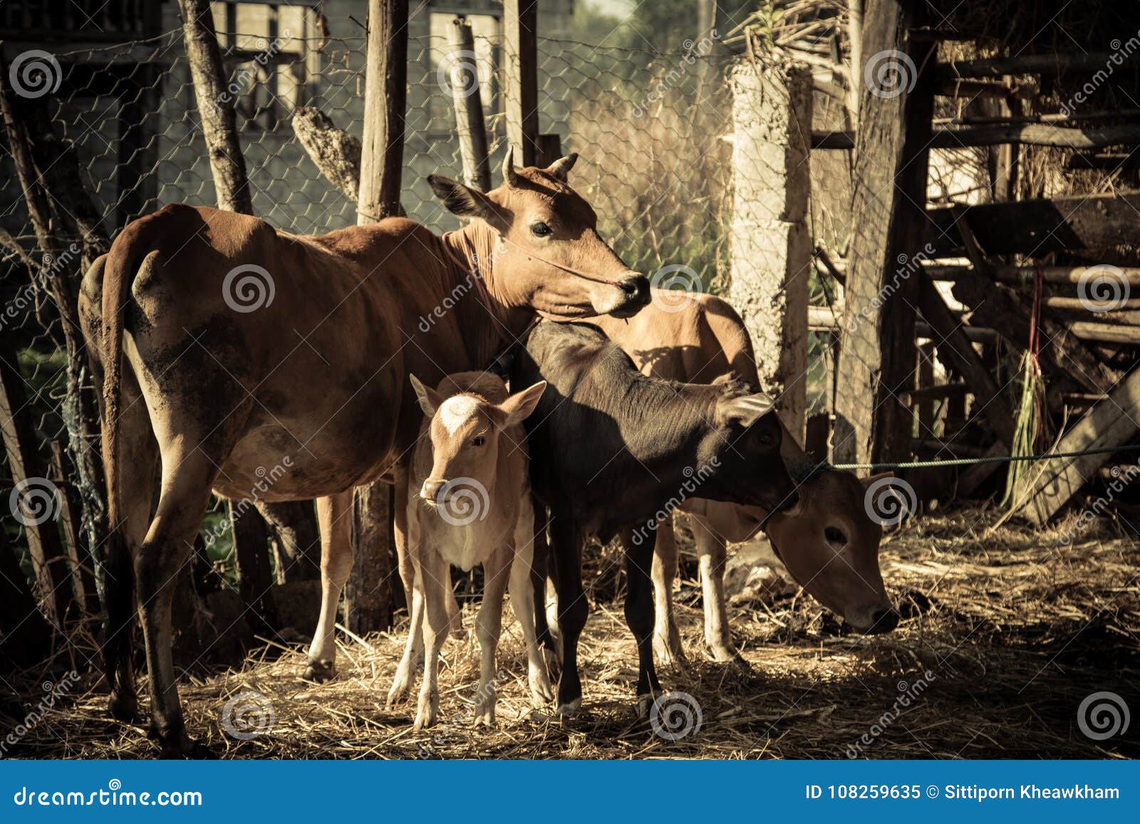 Brahman Cattle in stables stock image. Image of head - 108259635