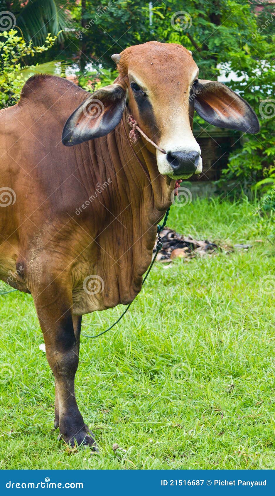 Brahman Cattle Standing on the Yard Stock Image - Image of group, horns ...