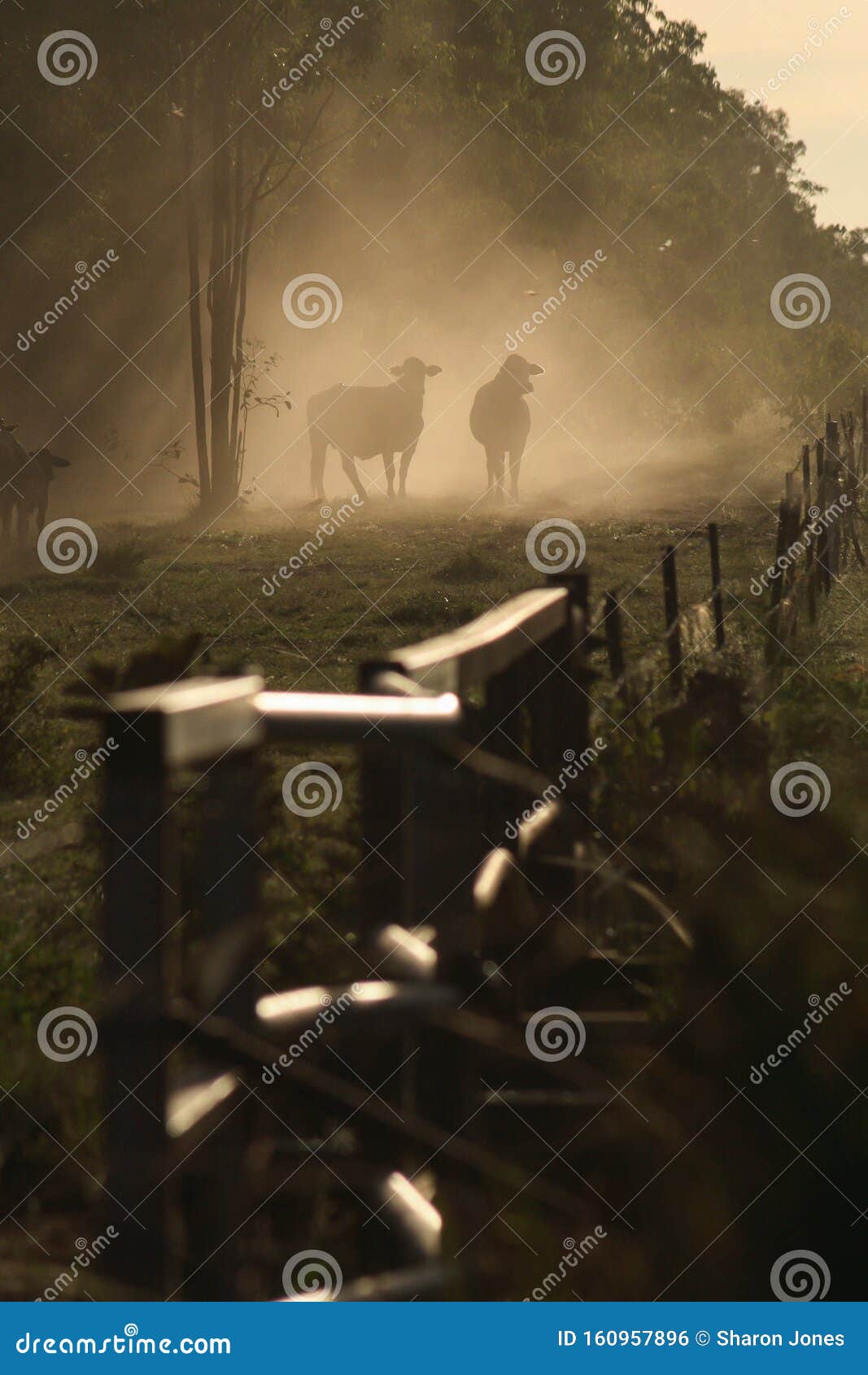 Brahman Cattle at Sunset on Cattle Farm Stock Photo - Image of ...