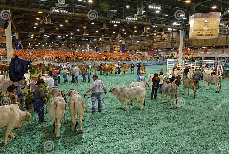 Brahman Cattle and Their Handlers Queuing To Sign in for a Showing ... Brahman Cattle and Their Handlers Queuing To Sign in for a Showing ...