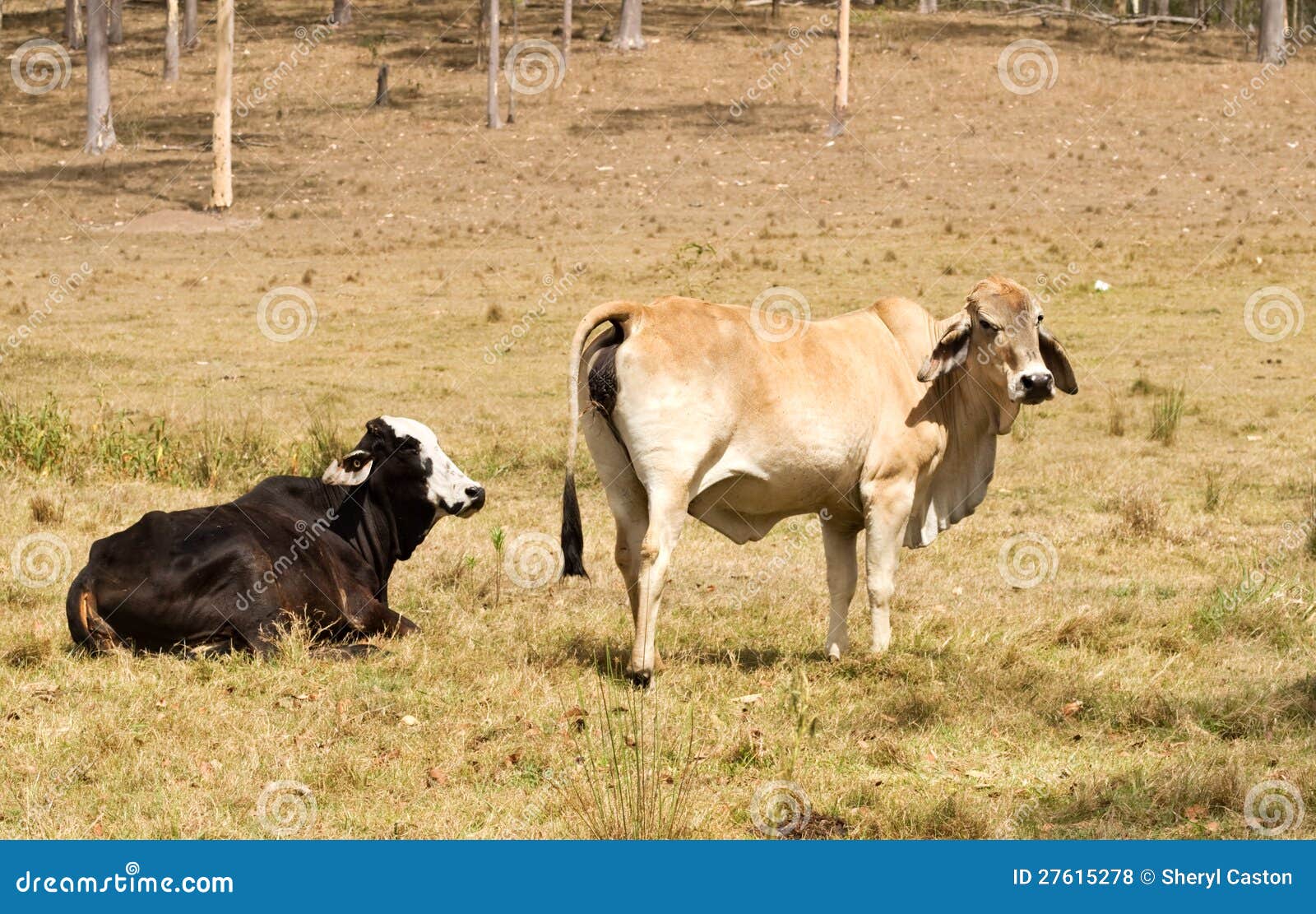 Brahman Cattle Two Cows on Farm Stock Photo - Image of pastoral, cattle ...