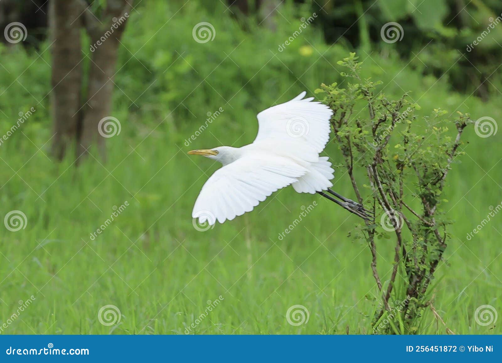 Brahman Cow with Bubulcus Coromandus Stock Photo - Image of flying ...