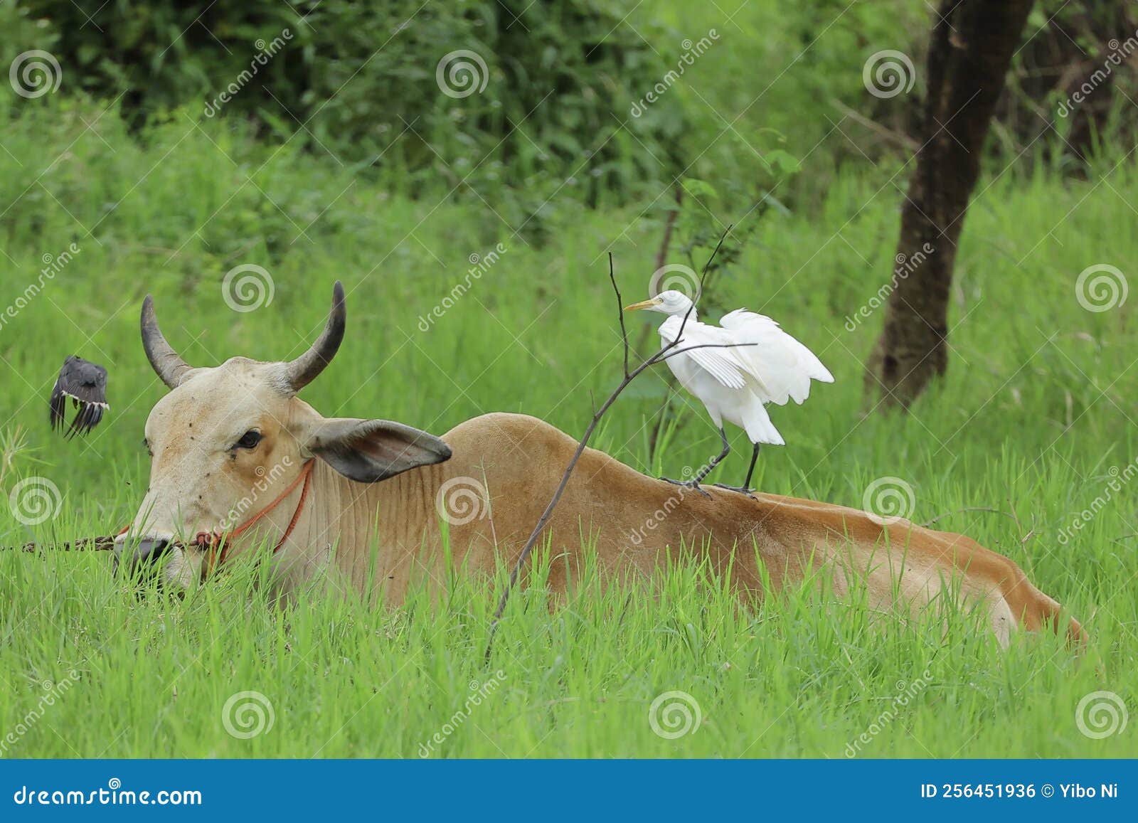 Brahman Cow with Bubulcus Coromandus Stock Photo - Image of pasture ...