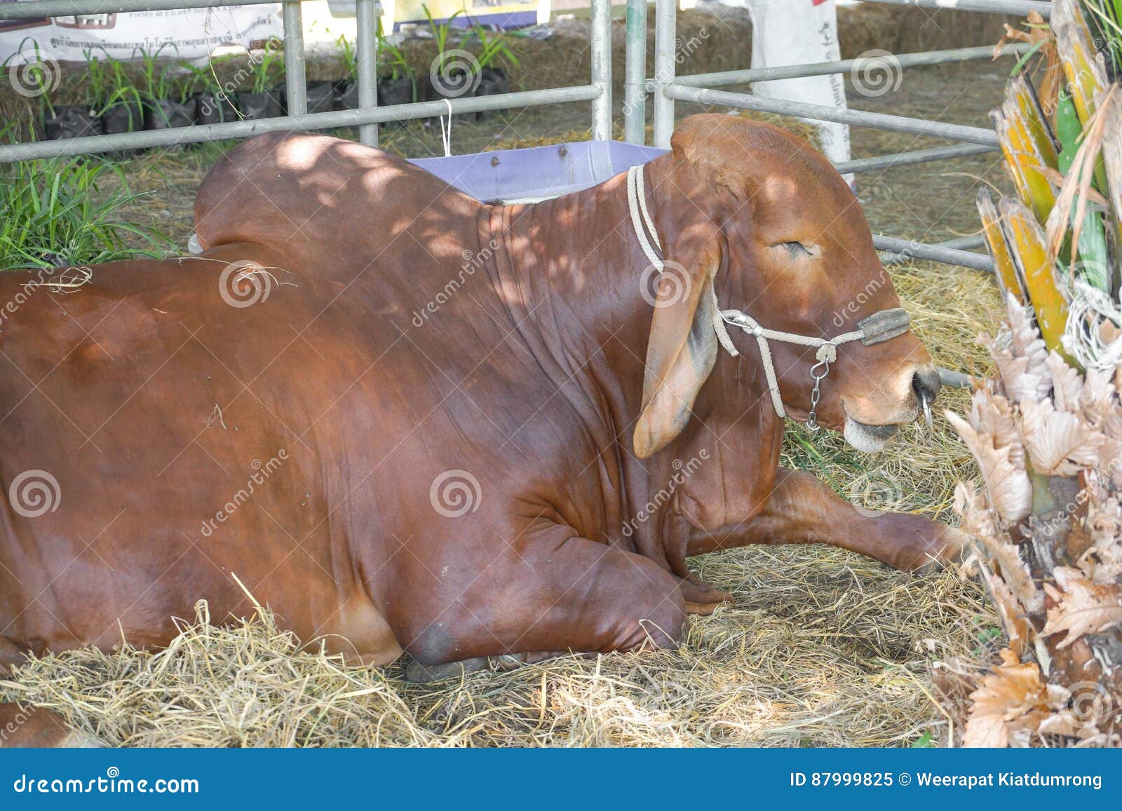 Brahman cow stock image. Image of ranch, white, brown - 87999825