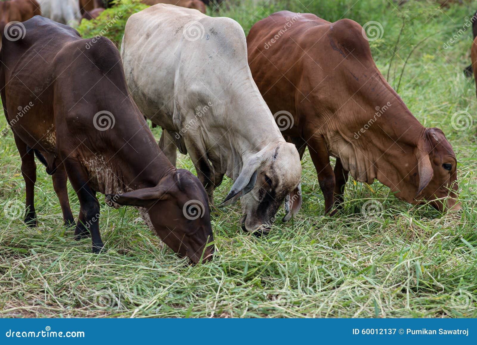 Brahman Cow at a Cattle Farm or Ranch Stock Image - Image of hump, zebu ...