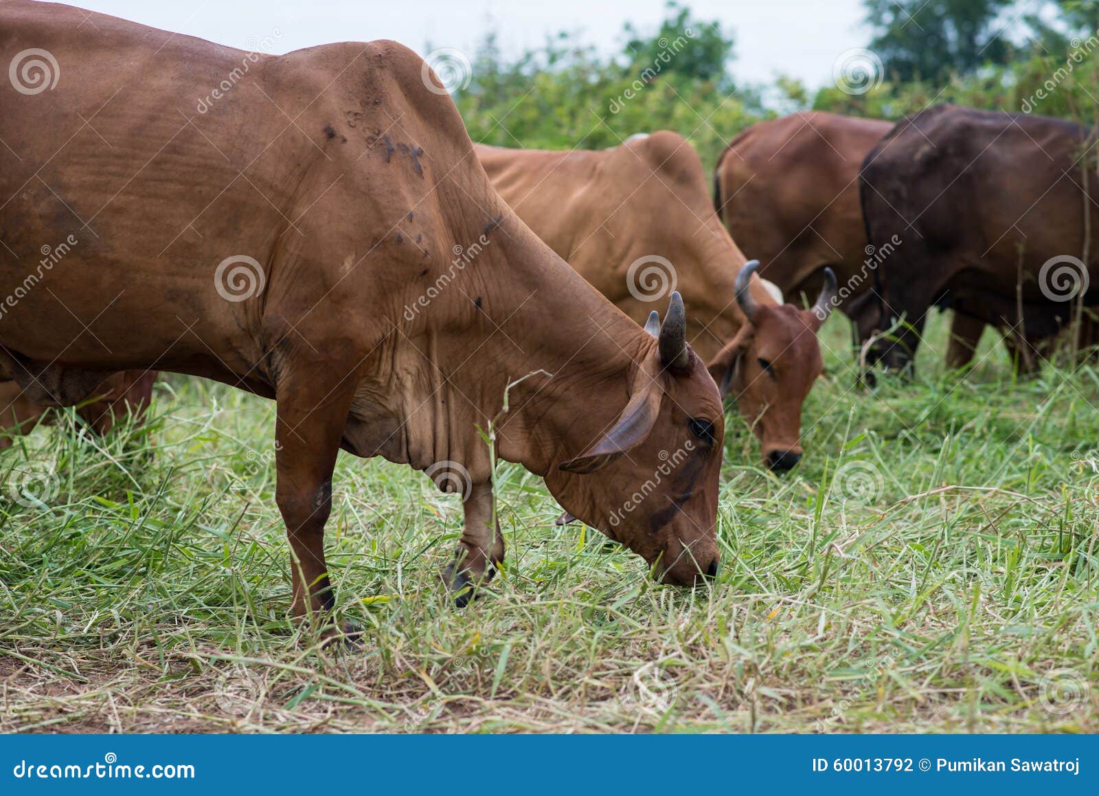 Brahman Cow at a Cattle Farm or Ranch Stock Photo - Image of valley ...