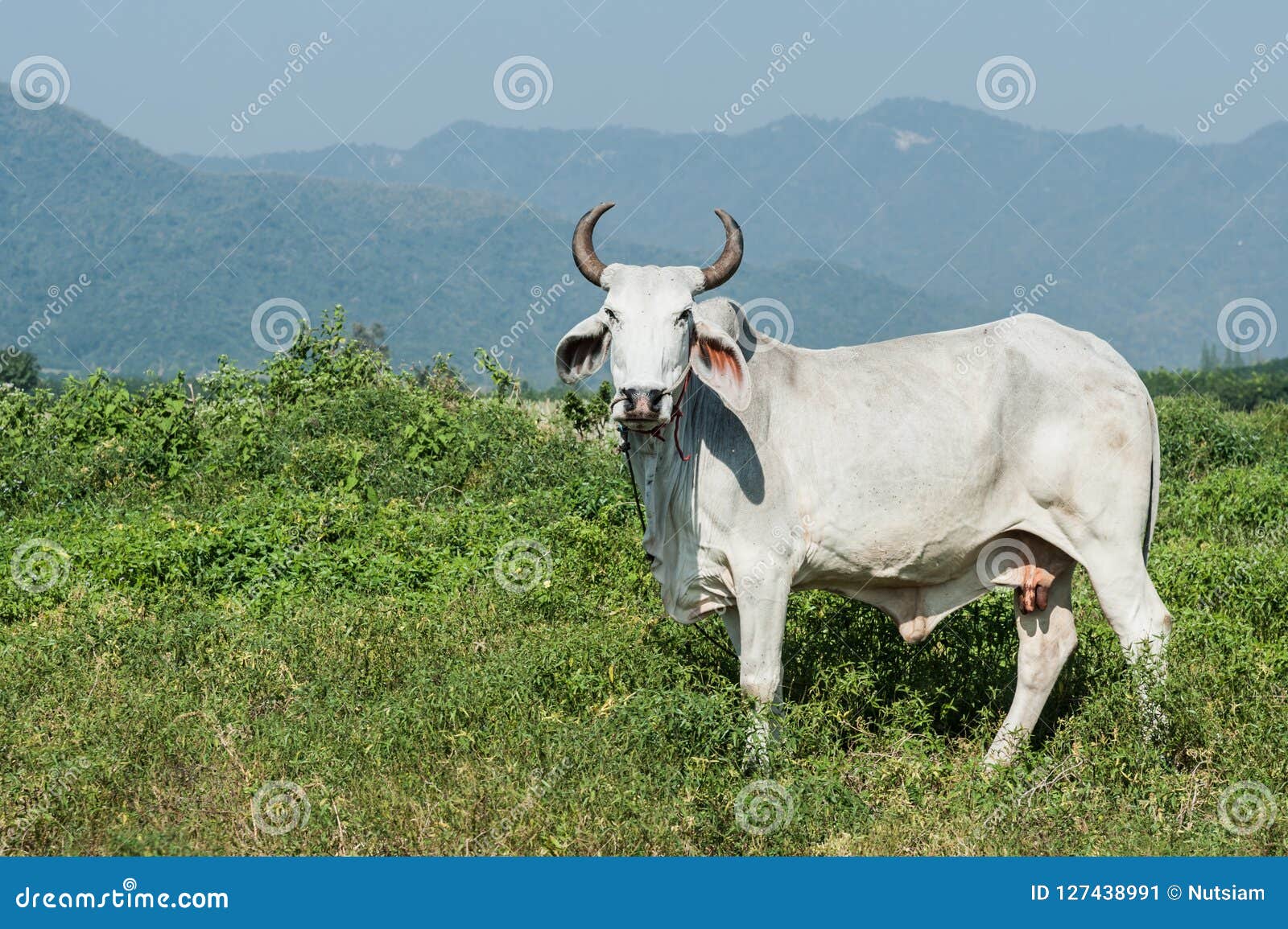 Brahman Cow at a Cattle Farm Stock Image - Image of brahma, brahman ...