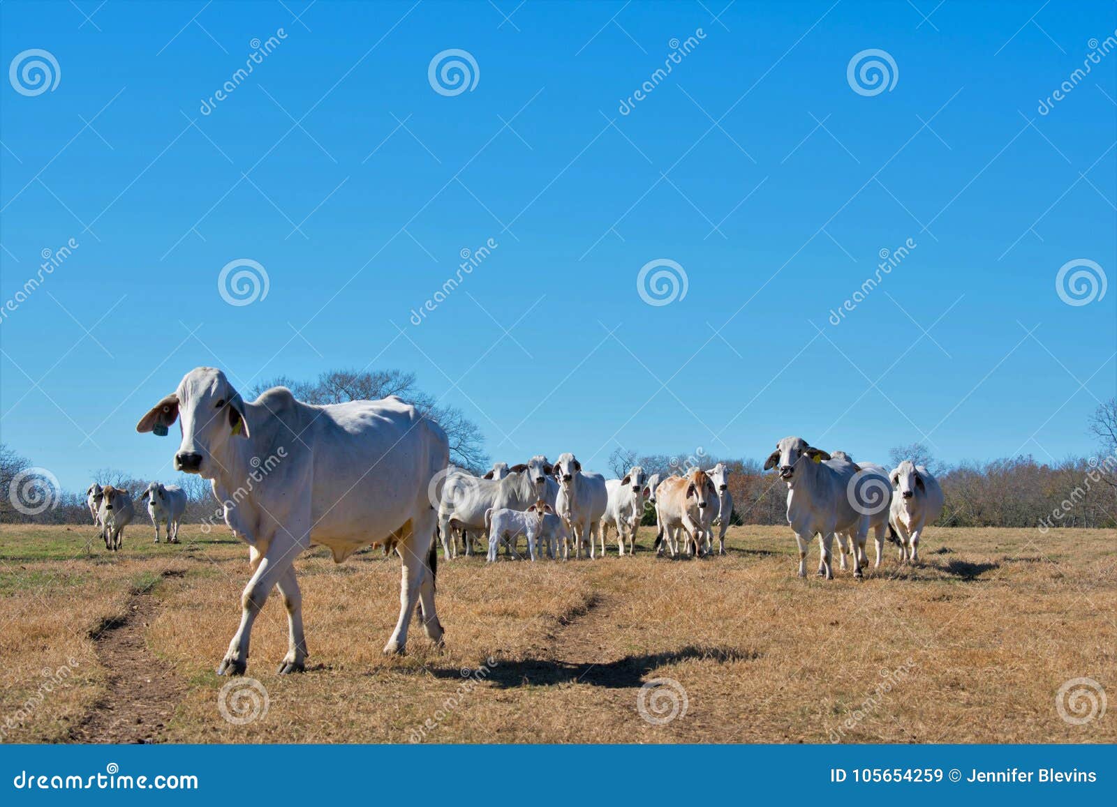 Brahman Cow Herd stock image. Image of beauty, brahma - 105654259