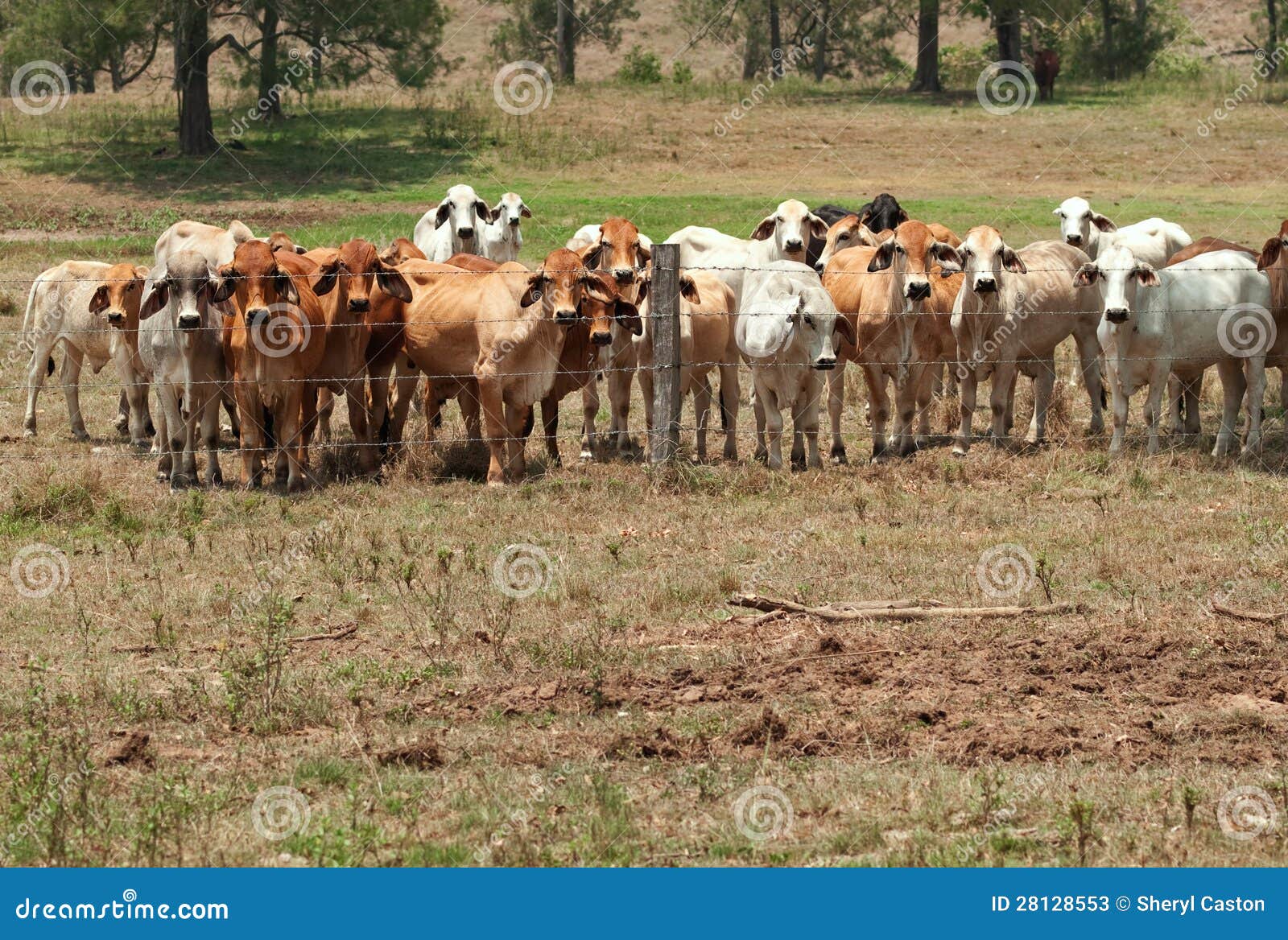 Brahman Cow Herd on Ranch Behind Fence Stock Image - Image of cows, livestock: 28128553