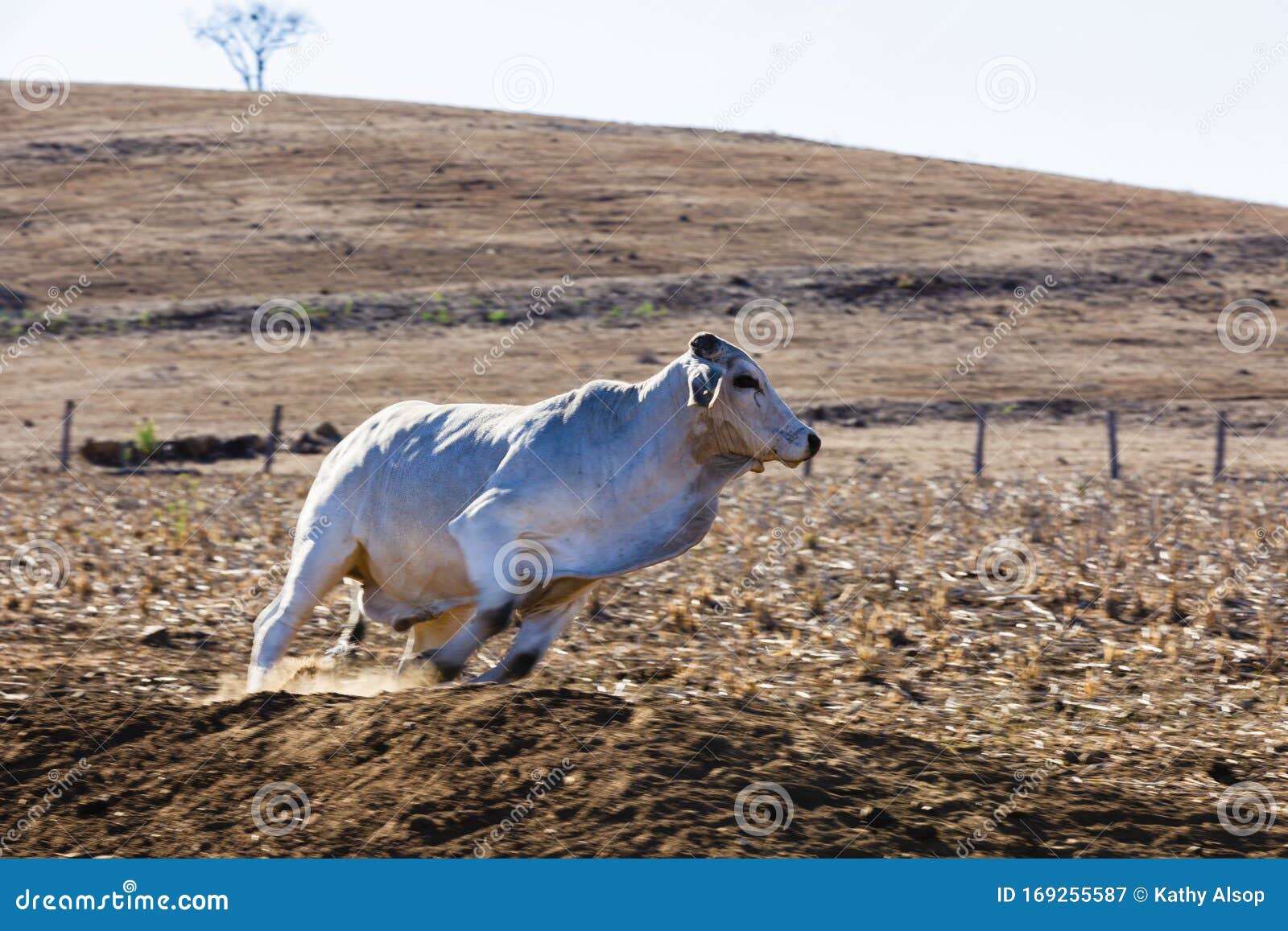 Brahman Cross Bull stock image. Image of animal, queensland - 169255587