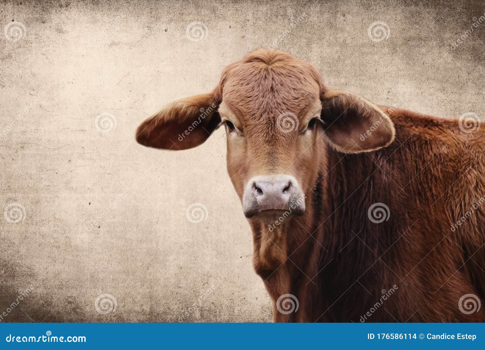 Brahman Crossbred Heifer Calf Stock Photo - Image of space, camera ...