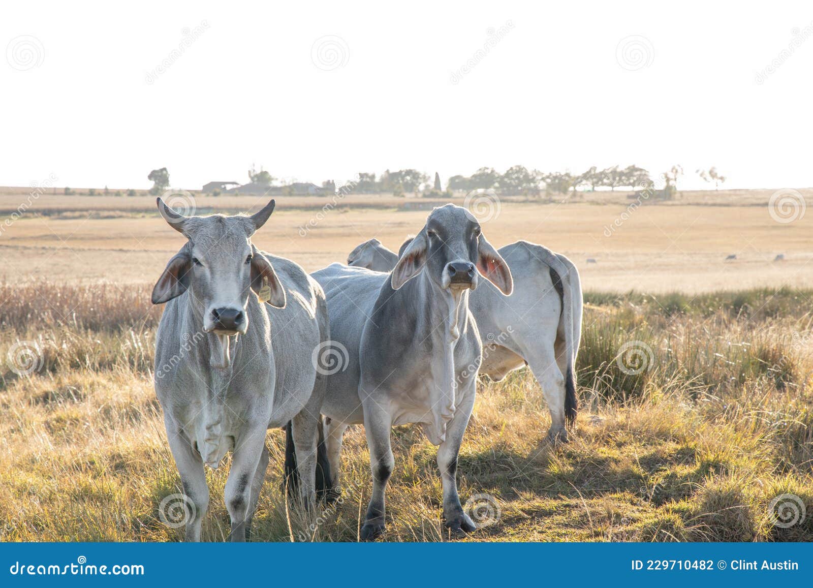 Brahman Type Cattle in a Pasture Stock Photo - Image of agricultural ...