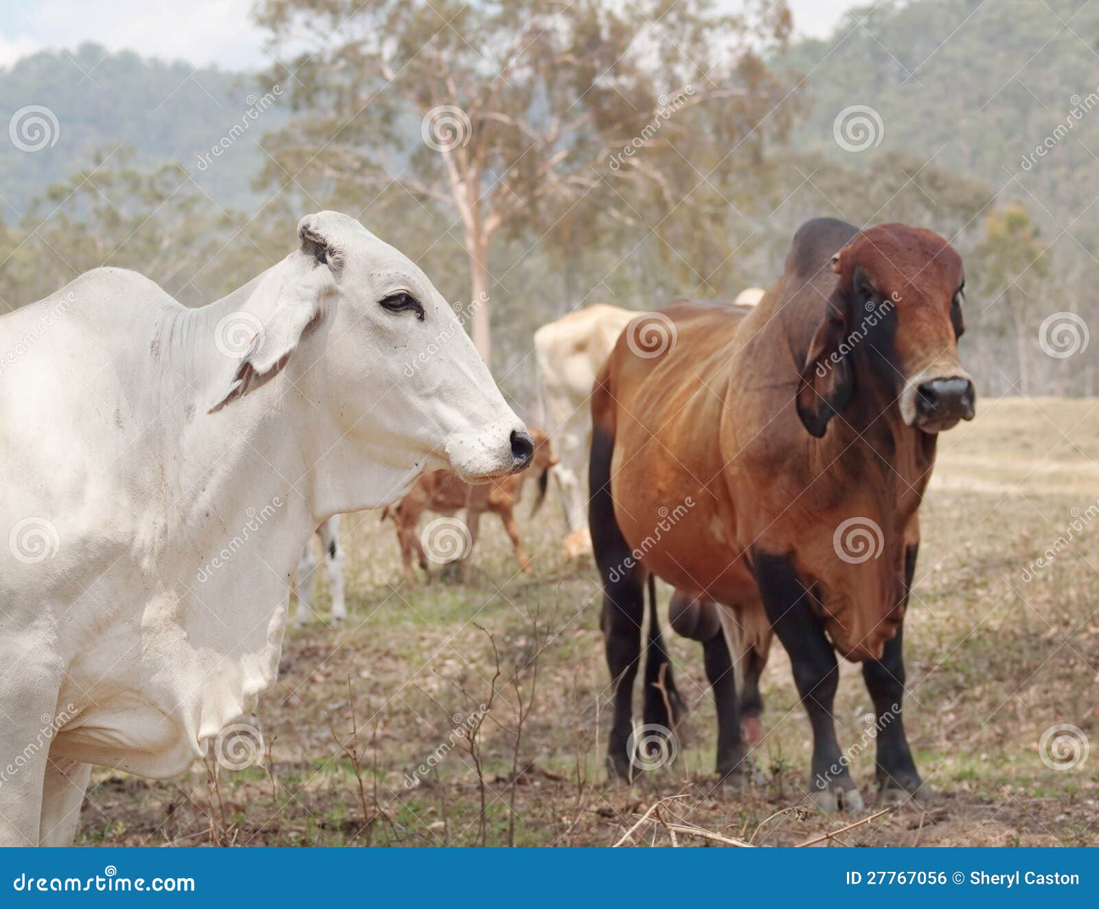 Brahman zebu cattle stock photo. Image of cows, countryside - 27767056