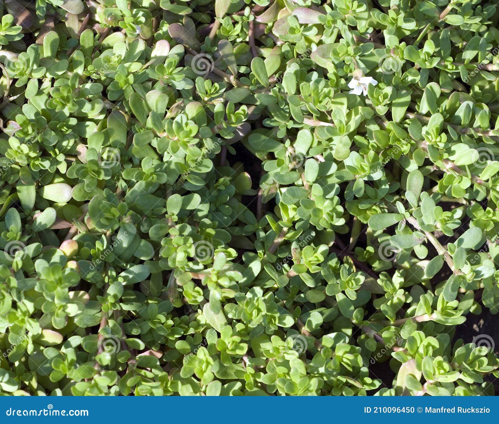 Brahmi, Bacopa monnieri stock photo. Image of little - 210096450