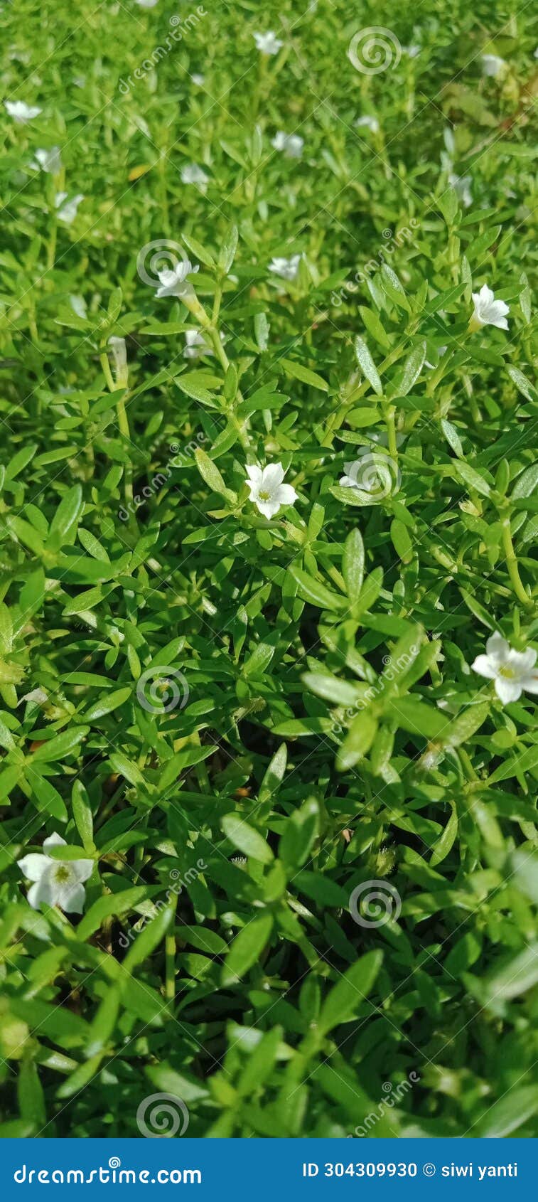 Brahmi or Bacopa Monnieri Flowers on Nature Background. Stock Photo ...