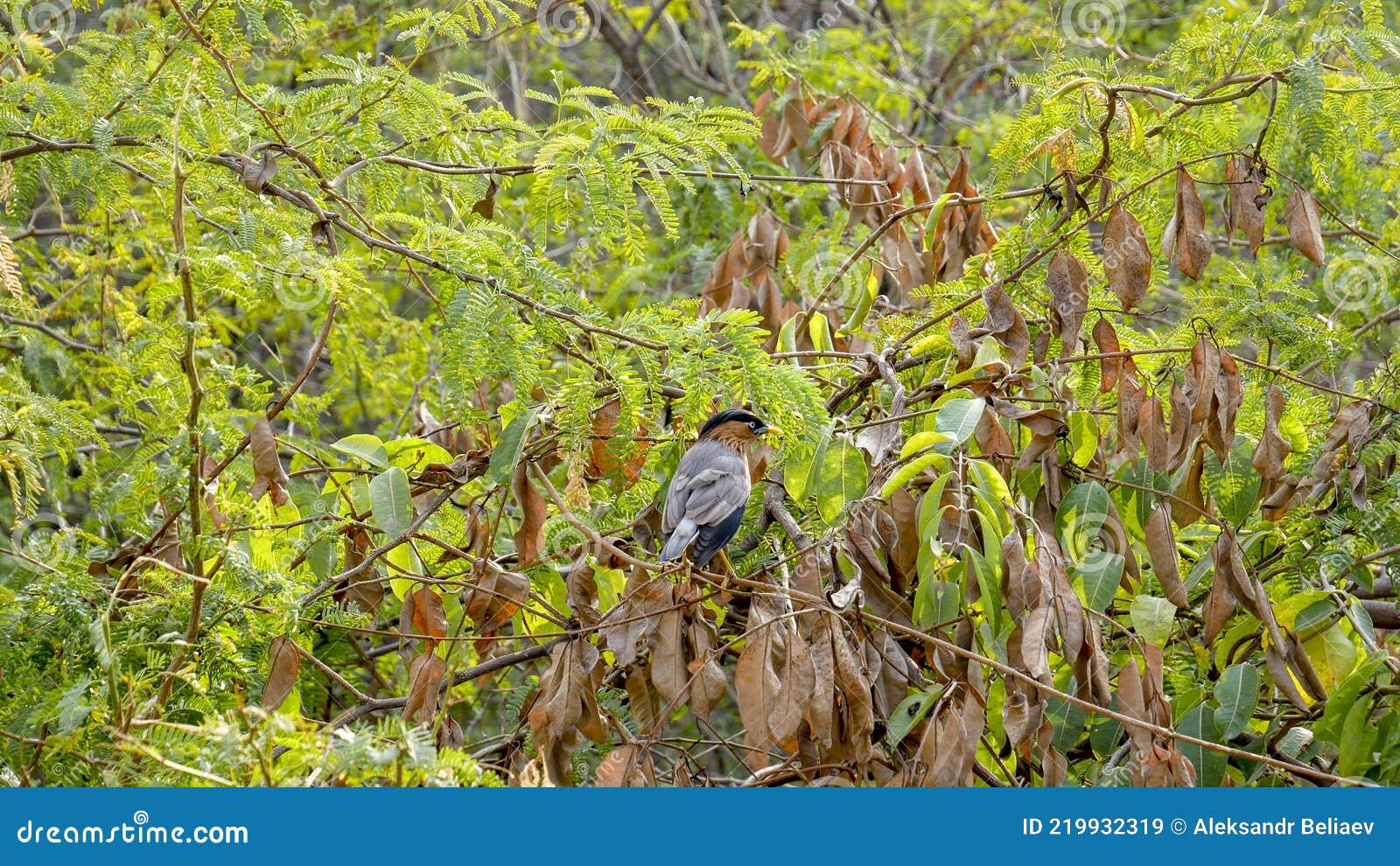 Brahmin Starling Sits on a Tree among Green Foliage Stock Image - Image ...