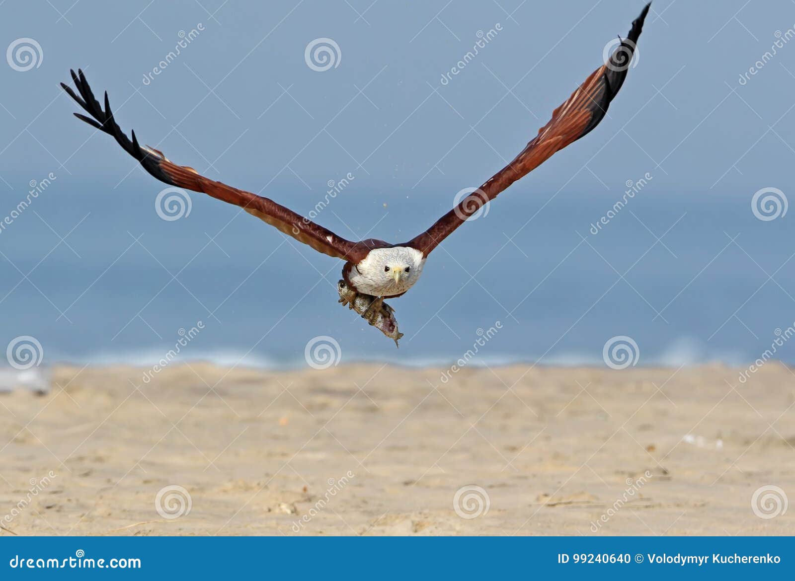 Brahmini Kite in Flight with Prey. Stock Photo - Image of predator ...